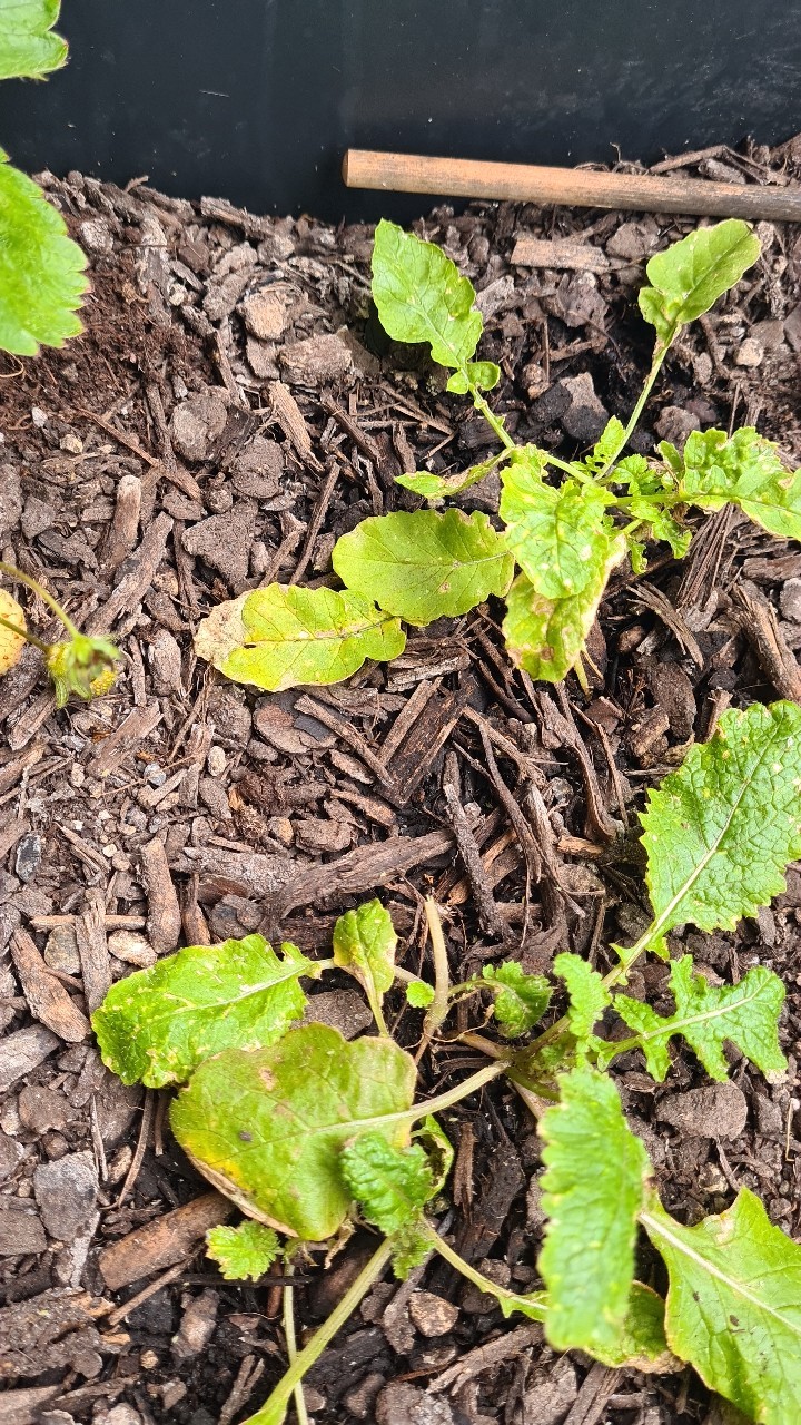 How to Treat Leaf rot Disease on Strawberry?