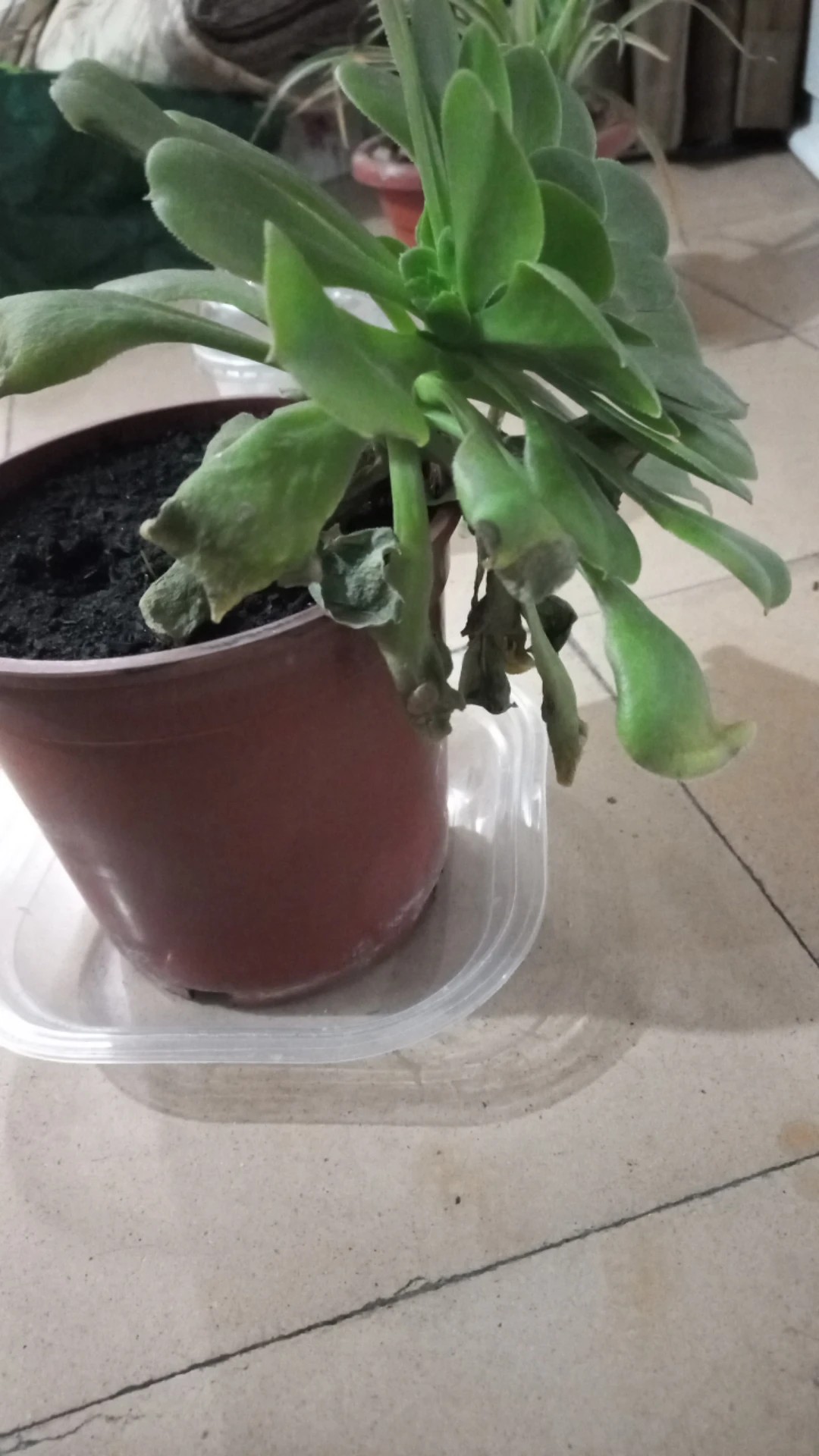 How to Treat Leaf rot Disease on Venus flytrap?