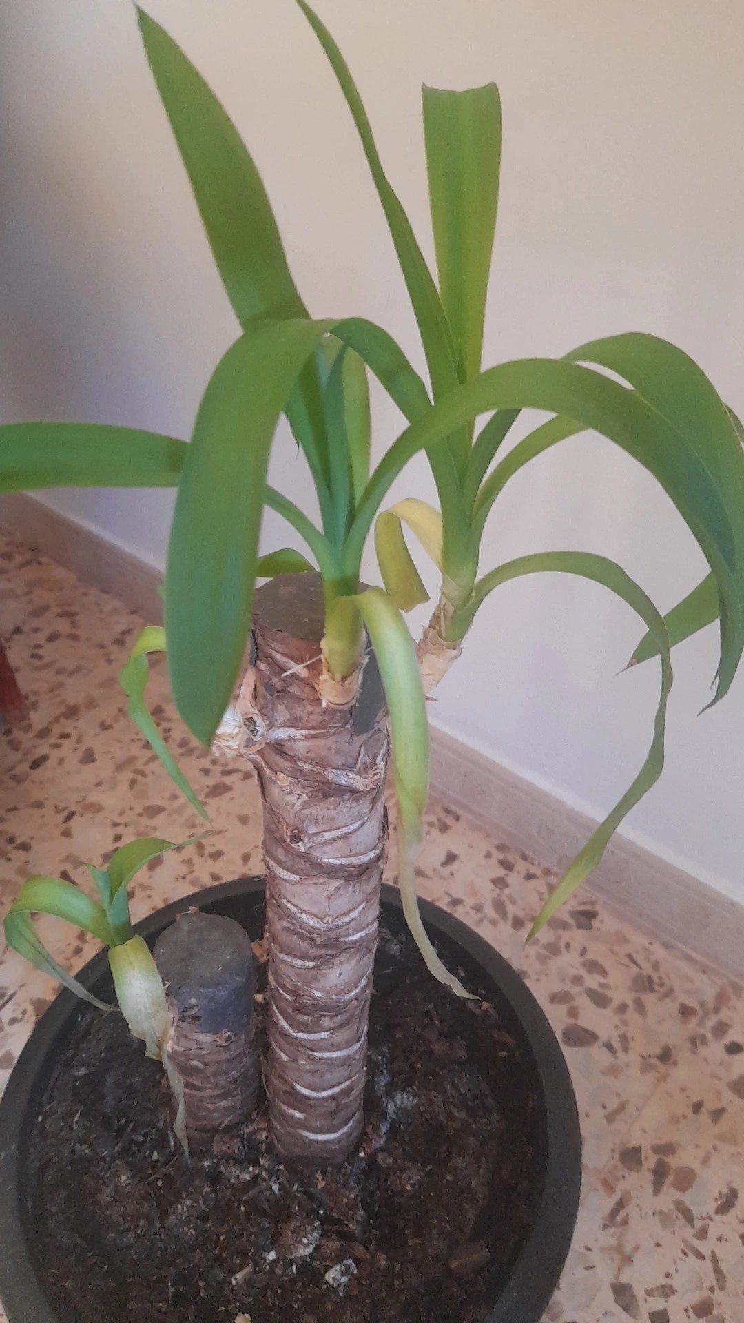 How to Treat Leaf rot Disease on Spineless yucca?