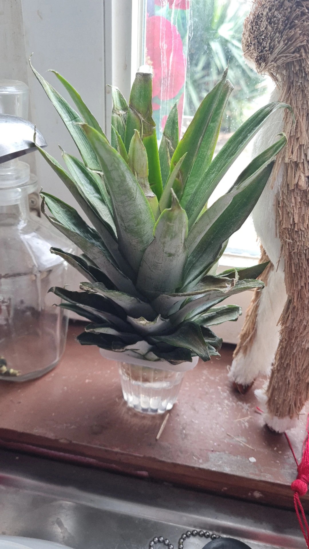 Plantando Copas De Piña