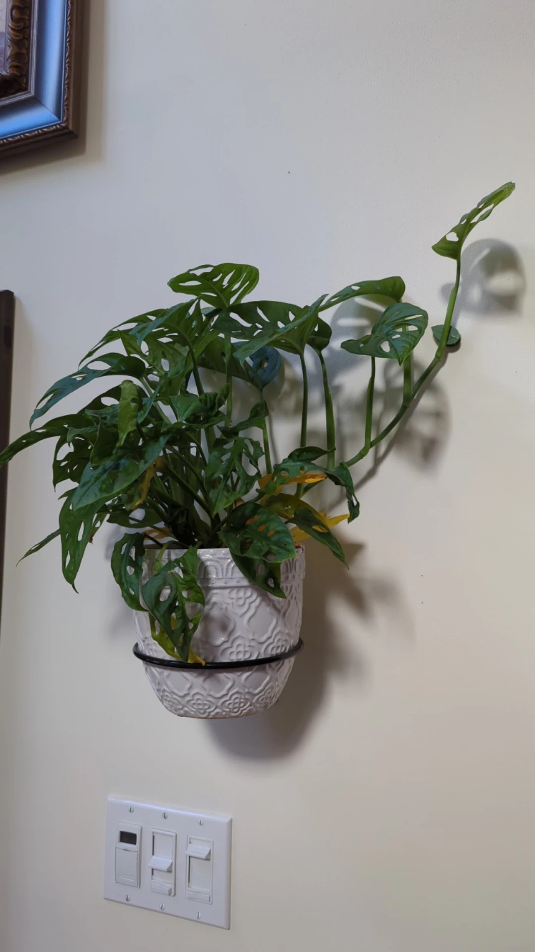 How to Treat Leaf rot Disease on Monstera obliqua?