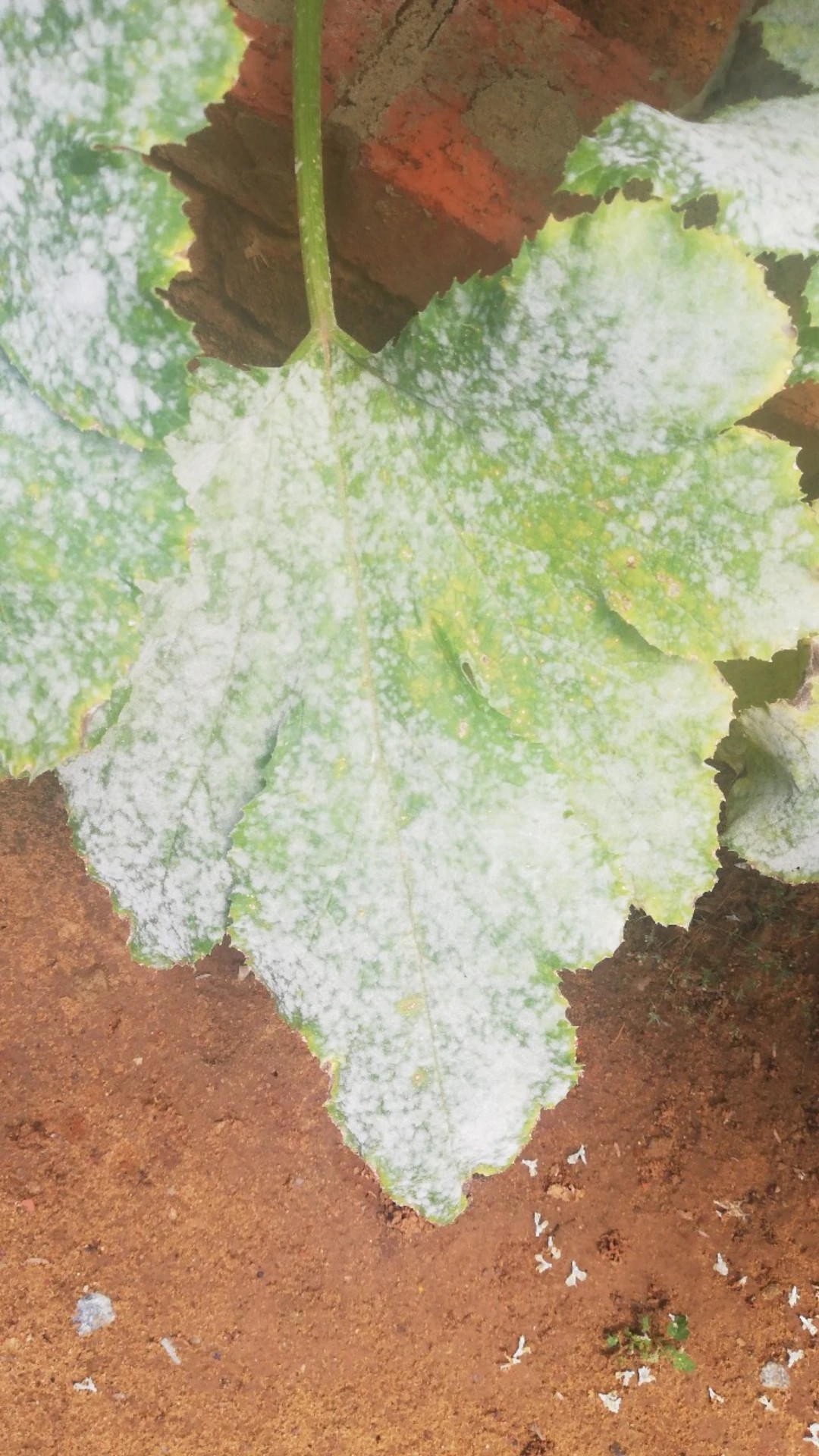 How to Treat Powdery mildew Disease on Field pumpkin?