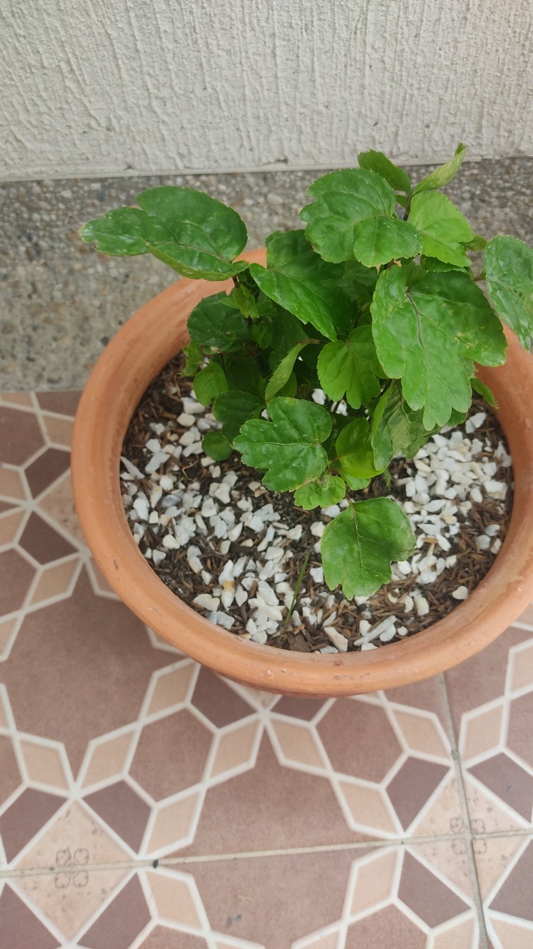 How to Treat Brown blotch Disease on Geranium aralia?
