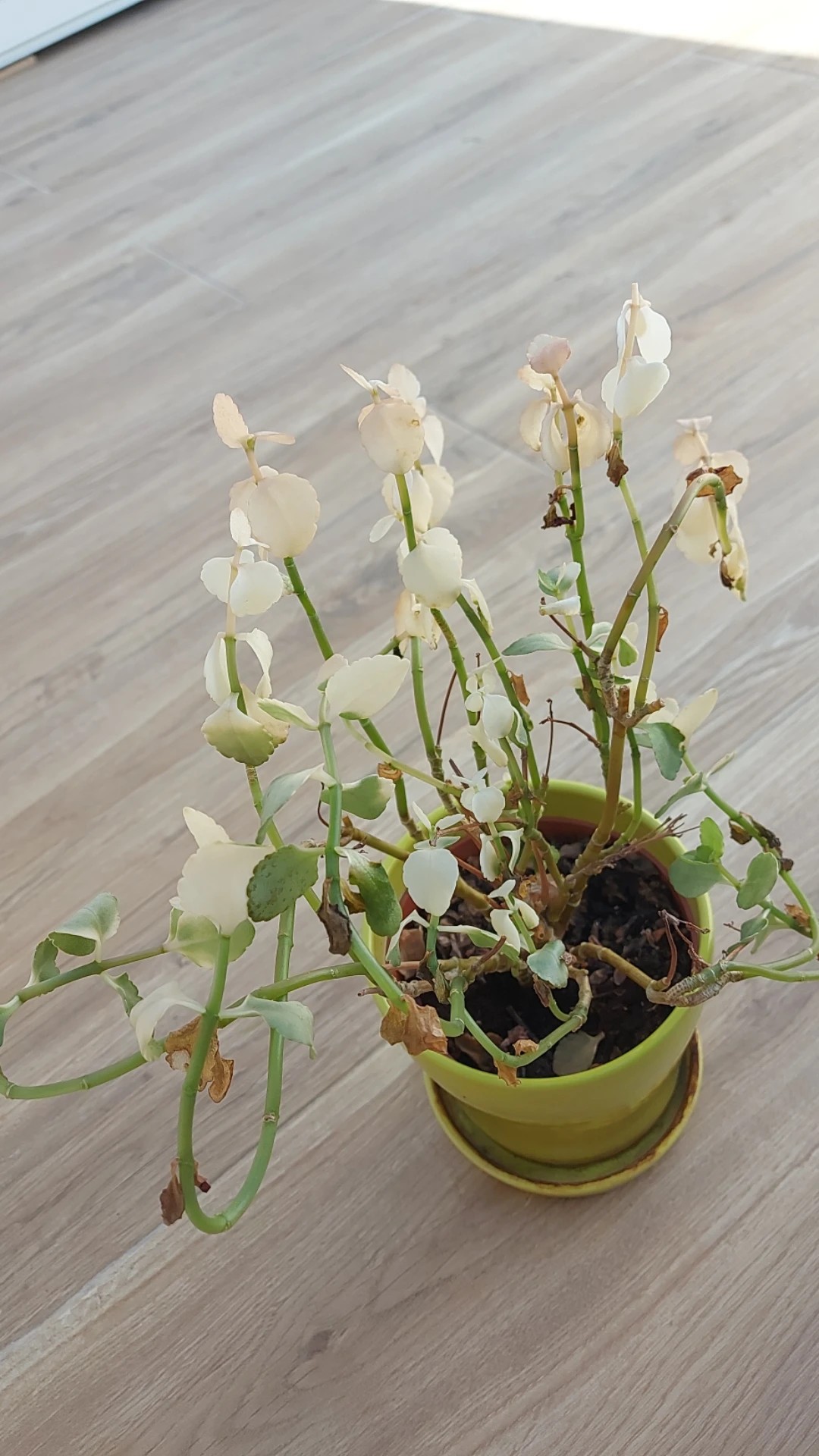 How to Treat flower wilting Disease on Florist kalanchoe?