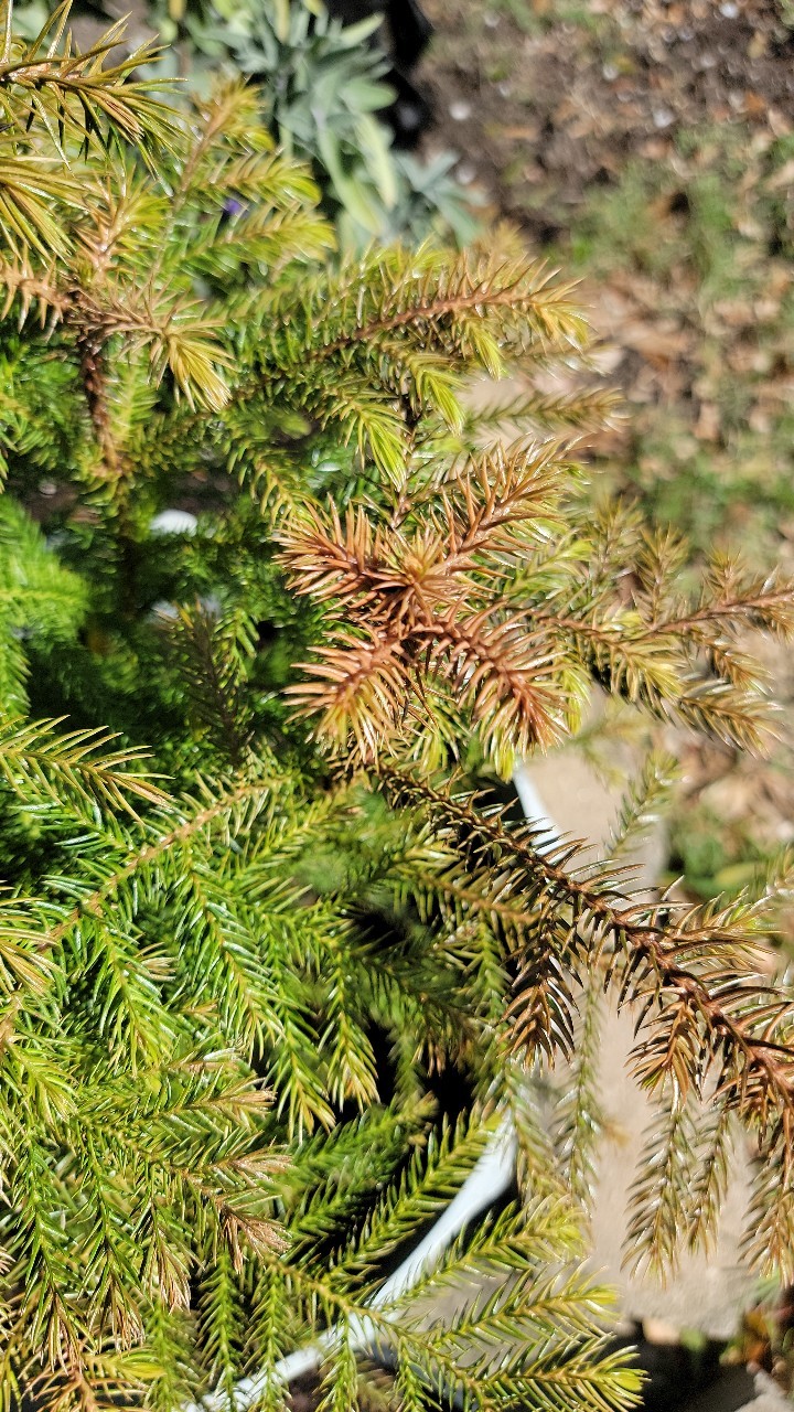 How to Treat Dieback Disease on Japanese red cedar?