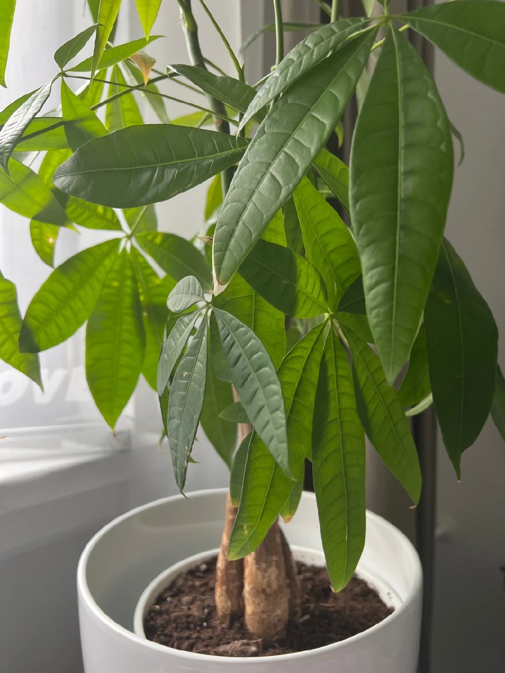 How to Treat Wilting Disease on Money tree?