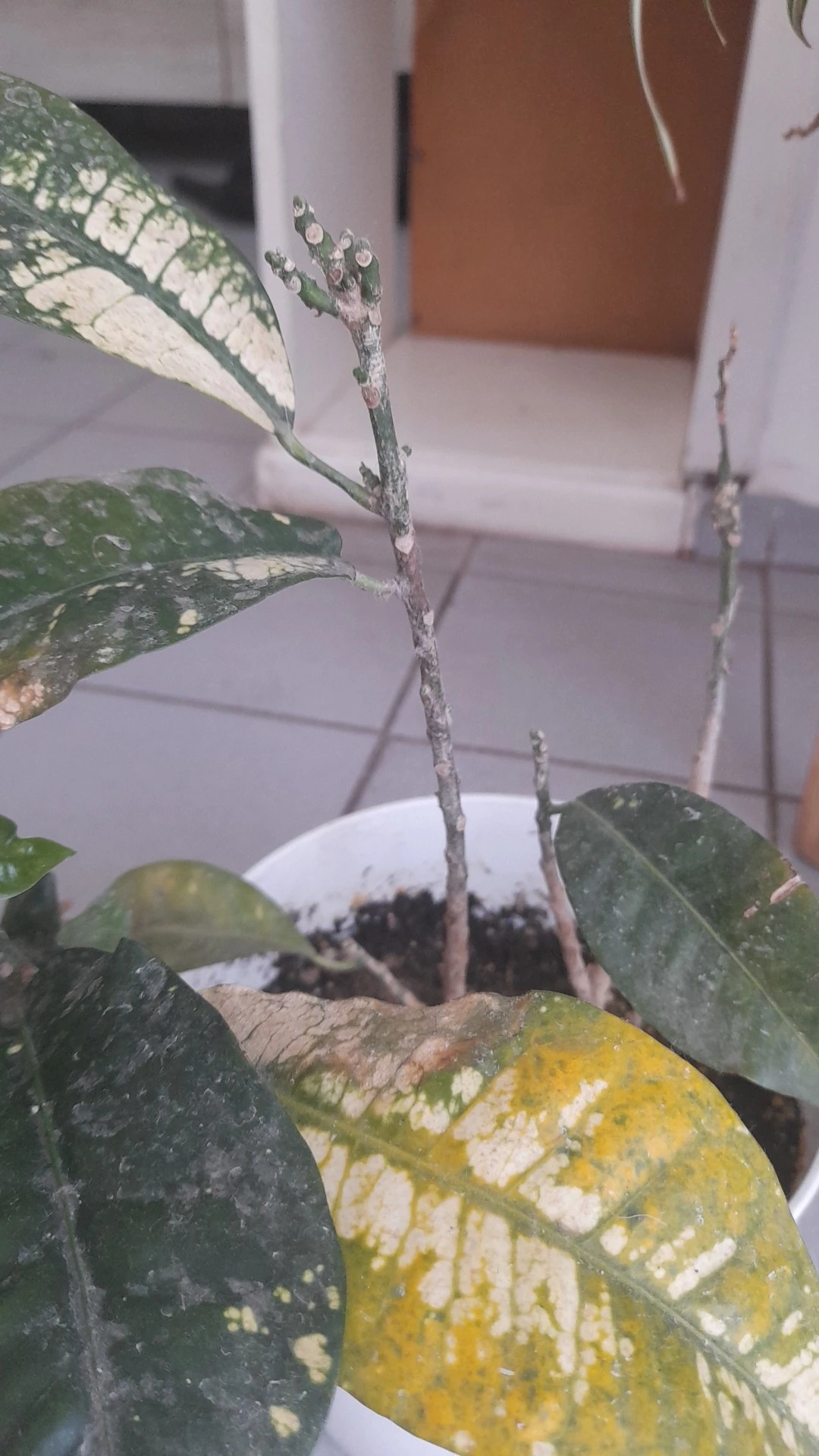 How to Treat Brown blotch Disease on Garden croton?