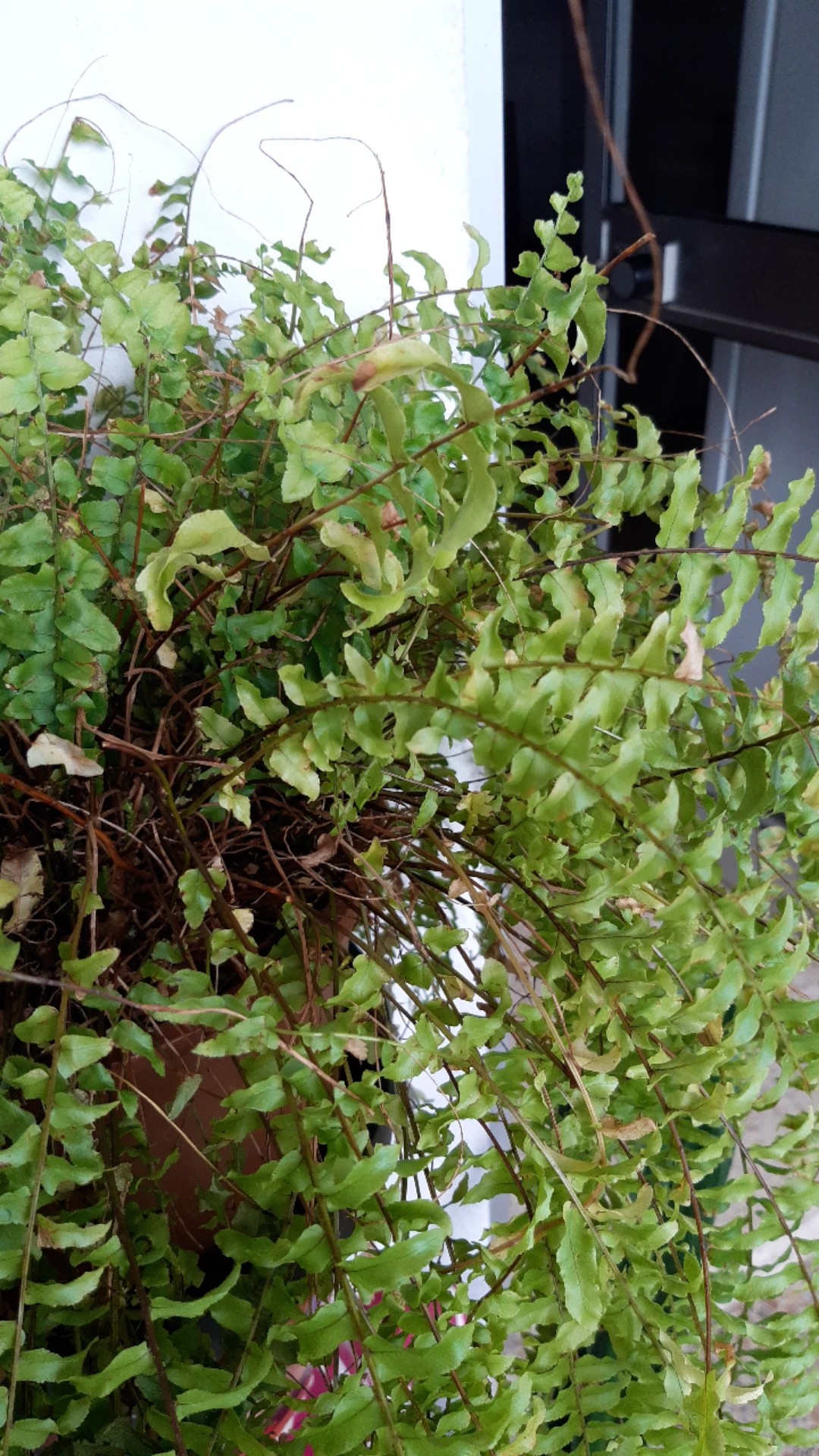 How to Treat Brown blotch Disease on Boston fern?