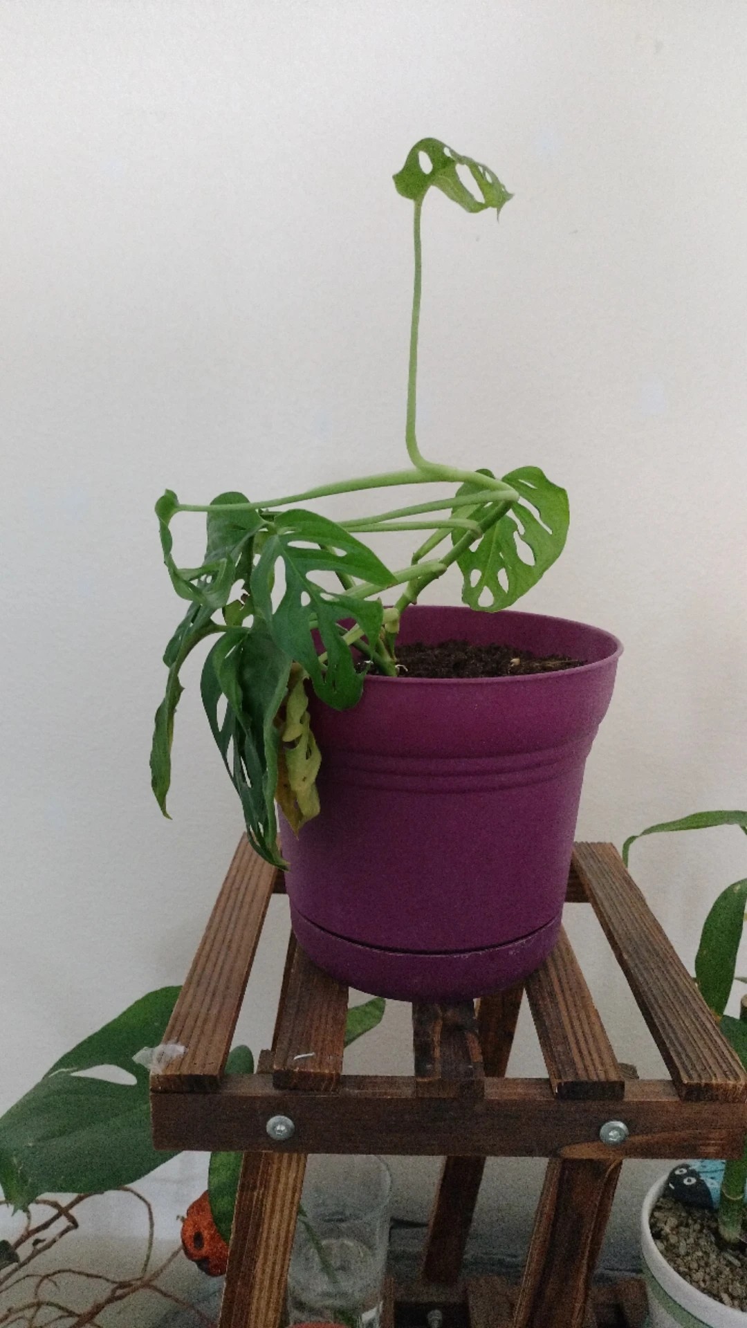 How to Treat Wilting Disease on Monstera obliqua?