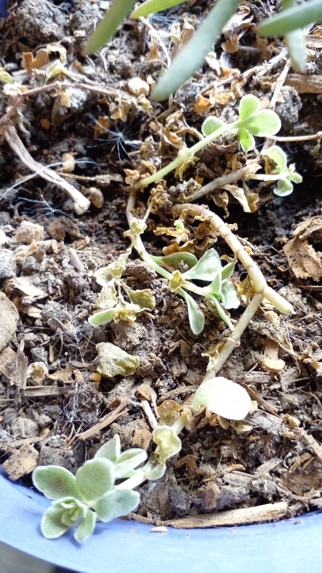How to Treat Leaf rot Disease on Baby sun rose?