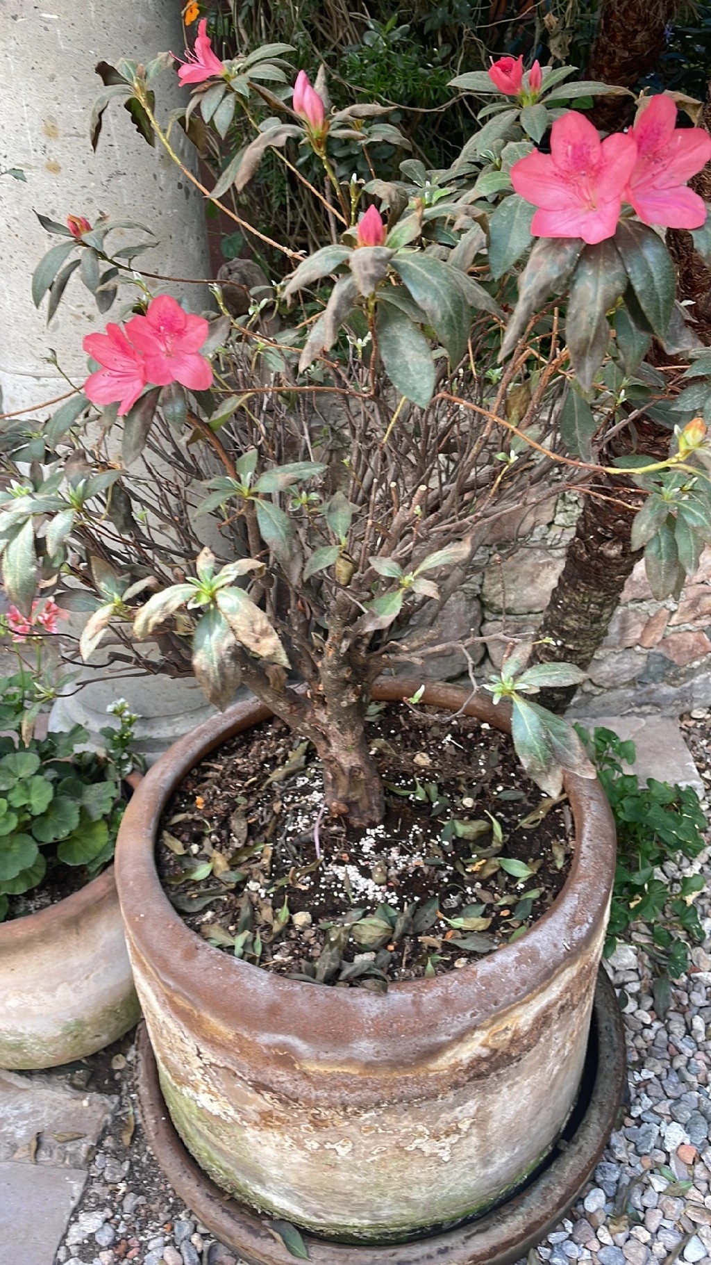 How to Treat Leaf blight Disease on Evergreen azalea?