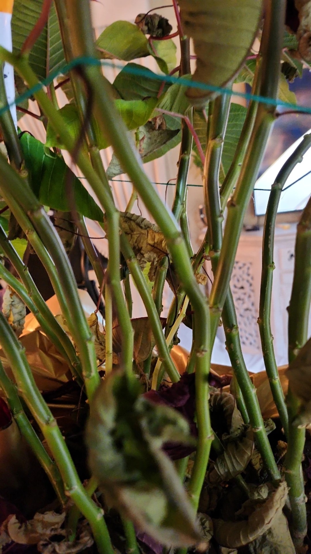 How to Treat Brown blotch Disease on Poinsettia?