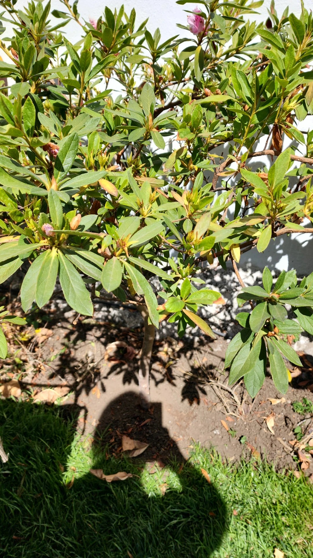 How to Treat Brown blotch Disease on Red azalea?