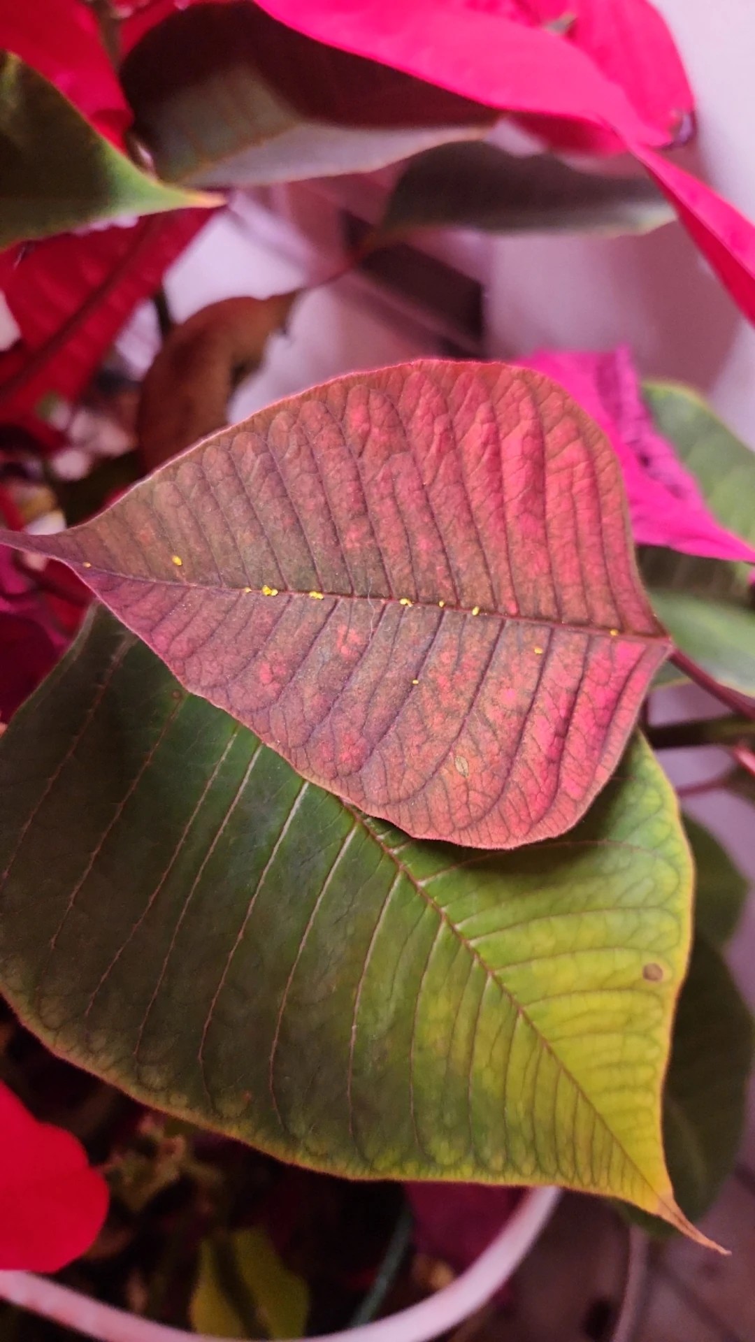 How to Treat Brown blotch Disease on Poinsettia?