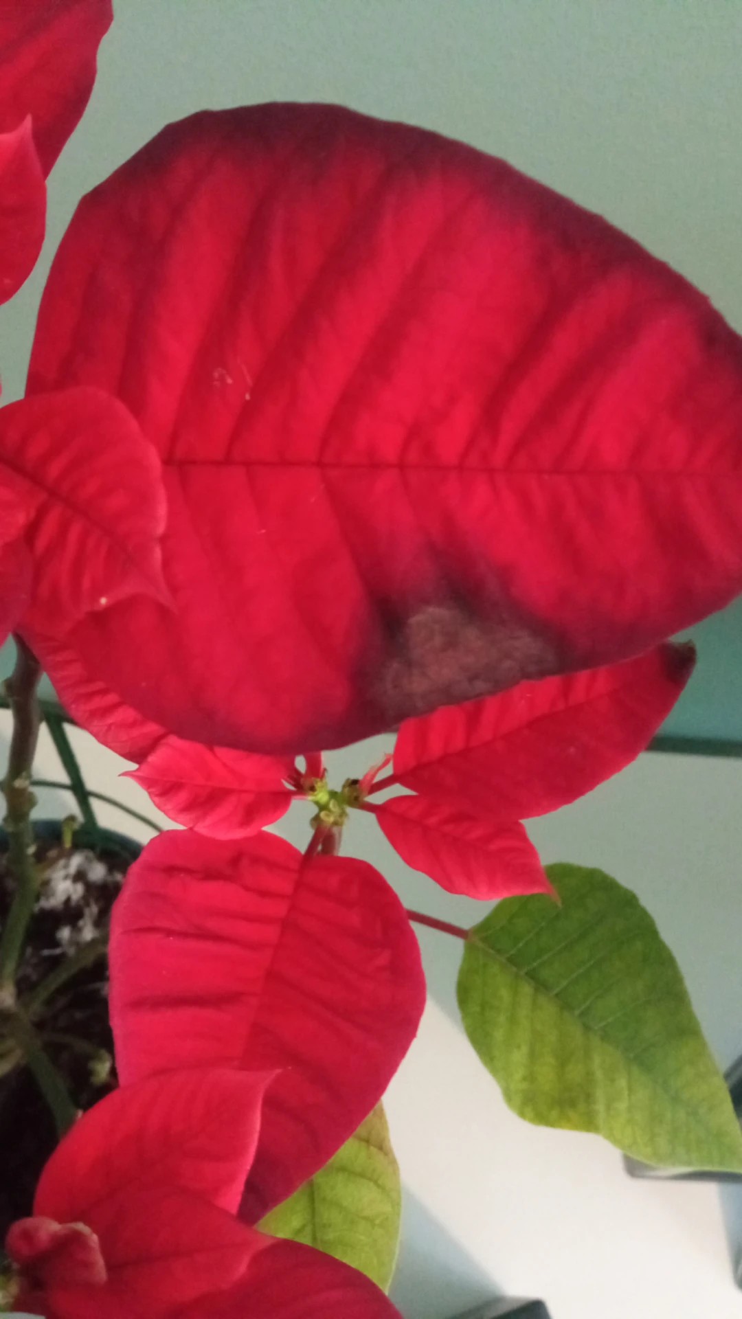 How to Treat Brown blotch Disease on Poinsettia?