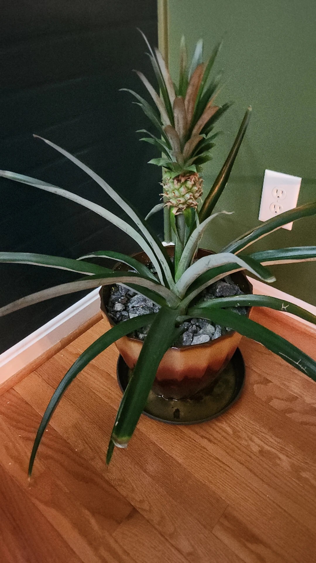 How to Treat Brown blotch Disease on Pineapple?