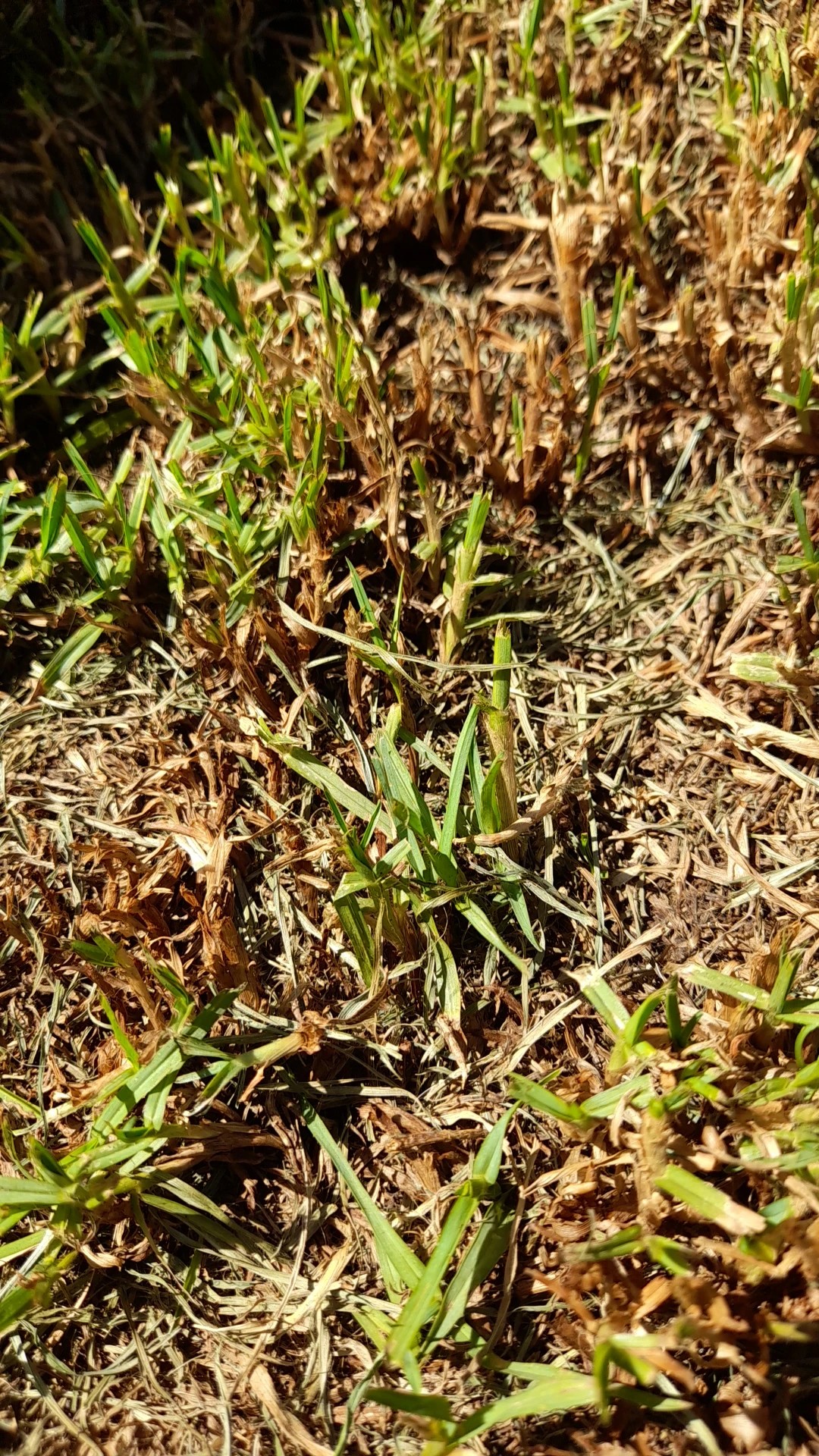 How to Treat Fire ants Disease on Buffalo grass?