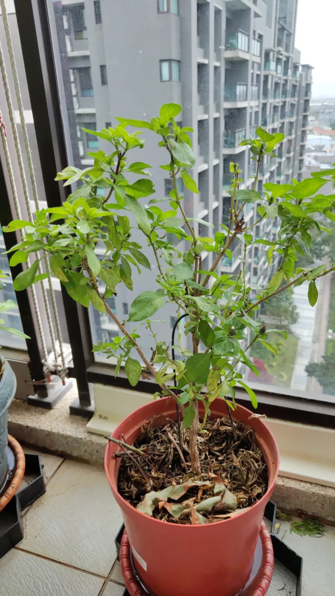 How to Treat Wilting Disease on Holy basil?