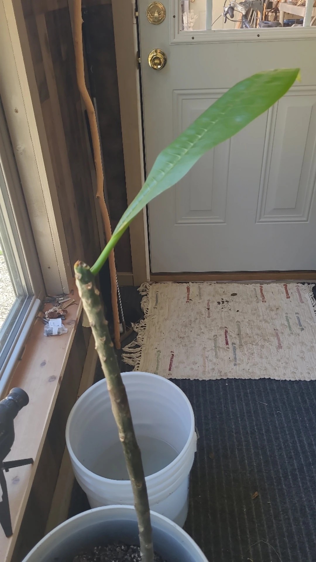 How to Treat Brown blotch Disease on Red frangipani?