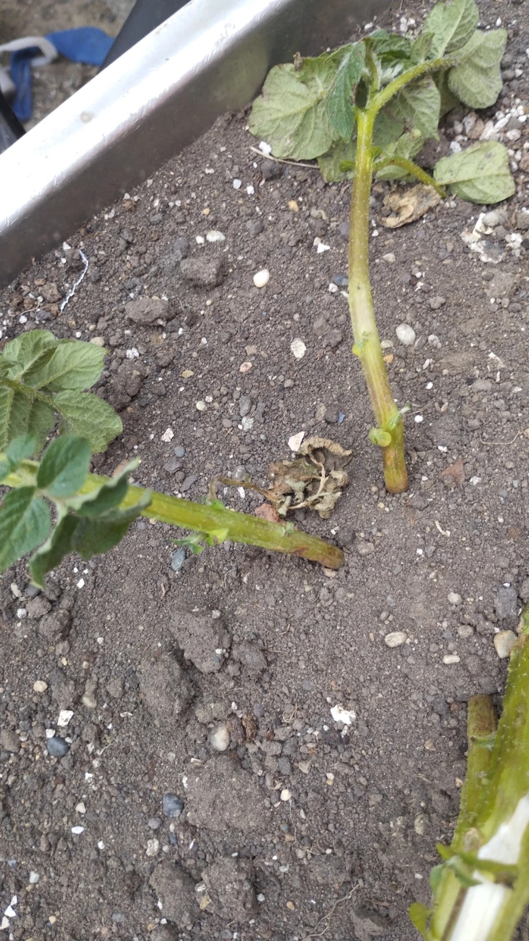 How to Treat Wilting Disease on Potato?