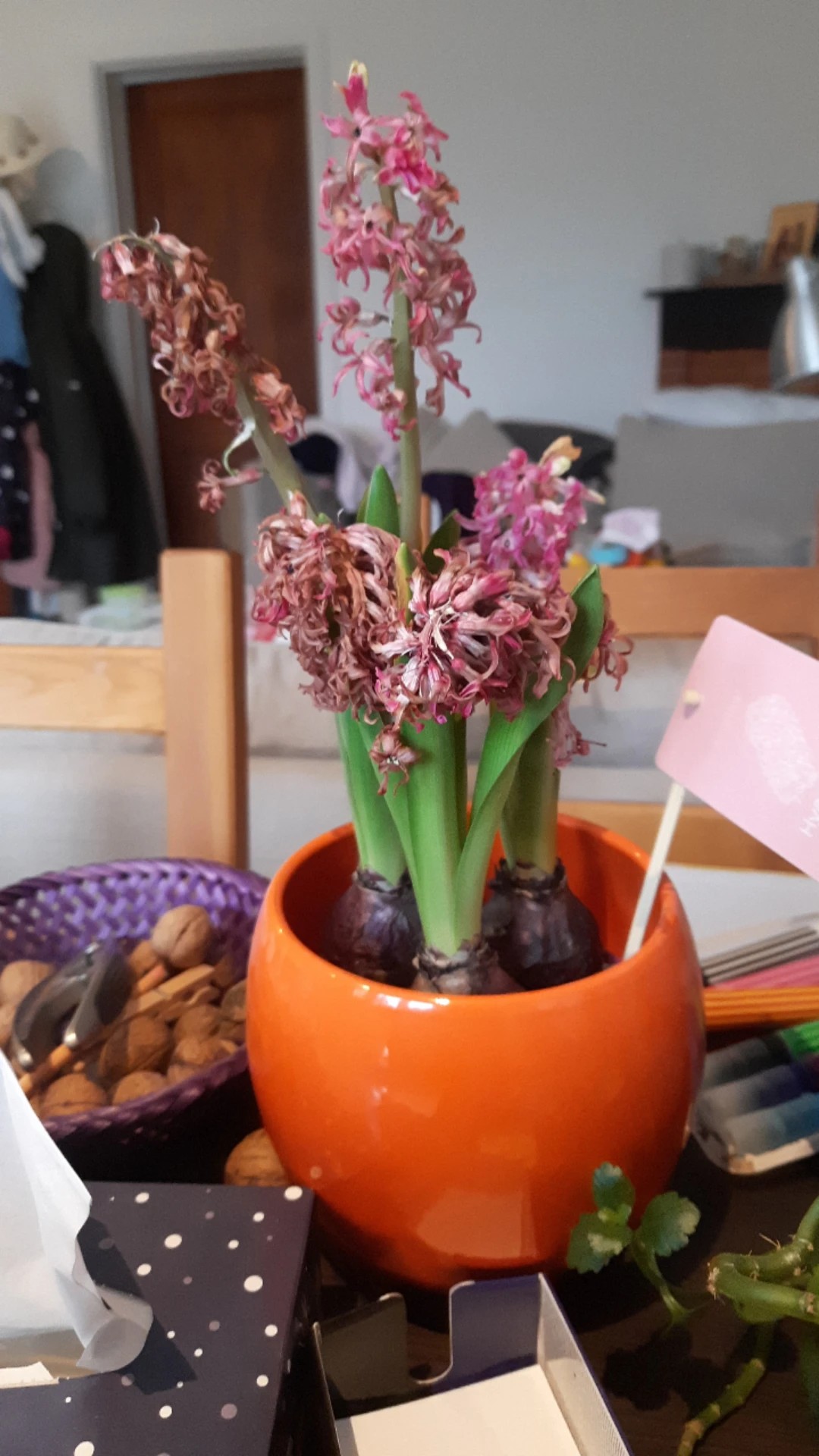 How to Treat flower wilting Disease on Common hyacinth?