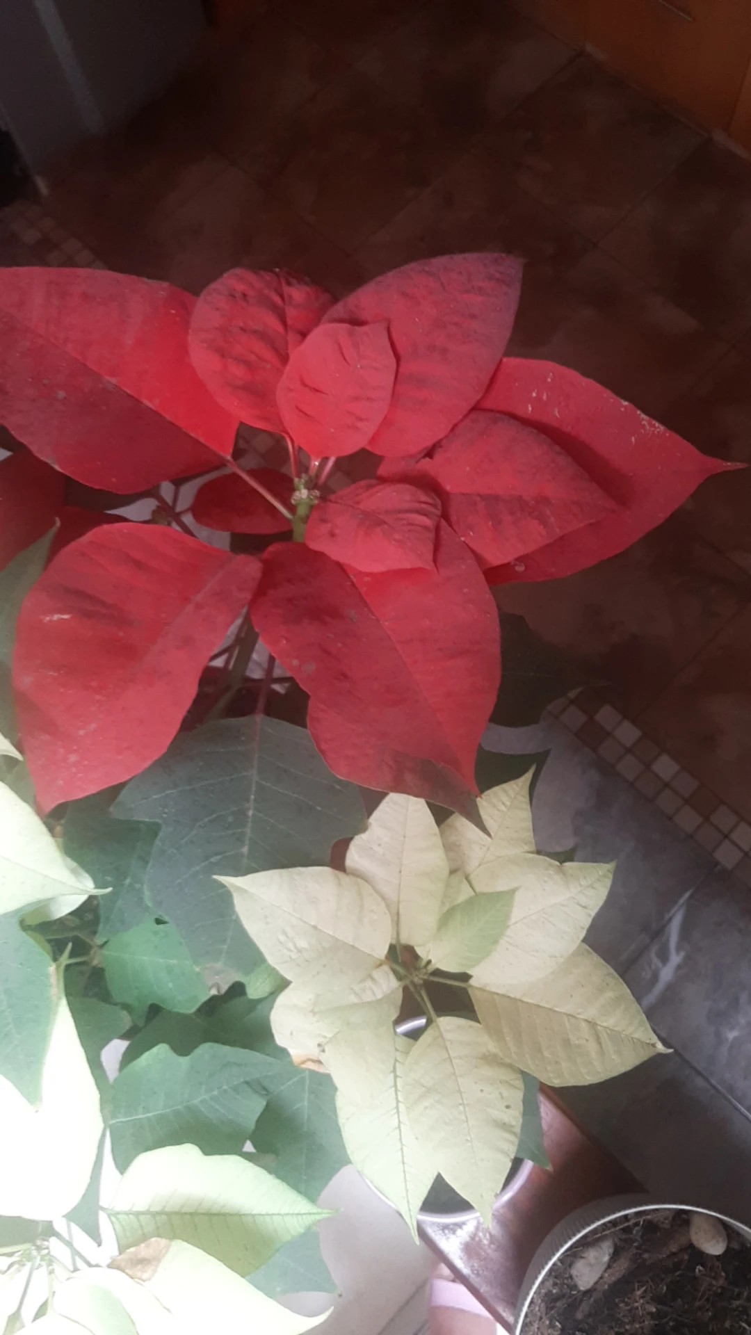 How to Treat Brown blotch Disease on Poinsettia?