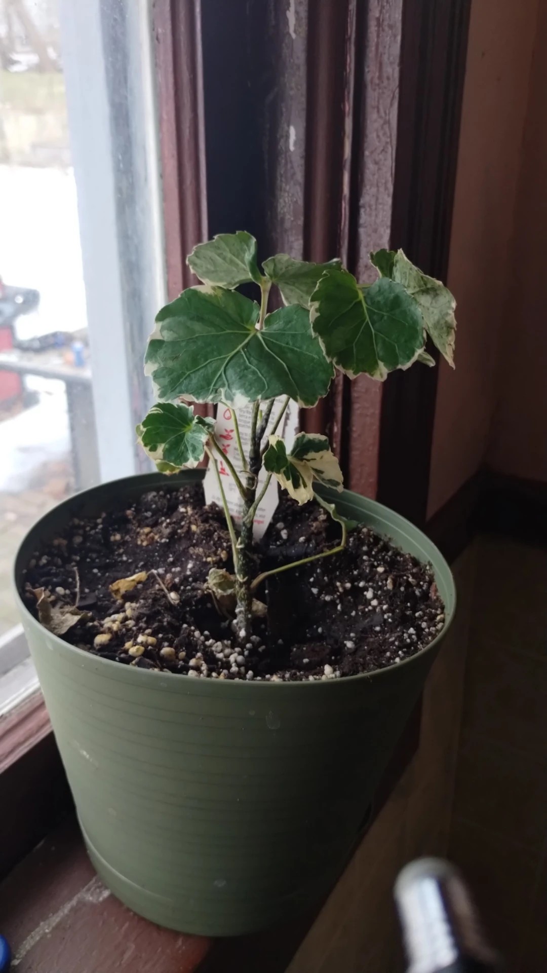How to Treat Brown blotch Disease on Geranium aralia?