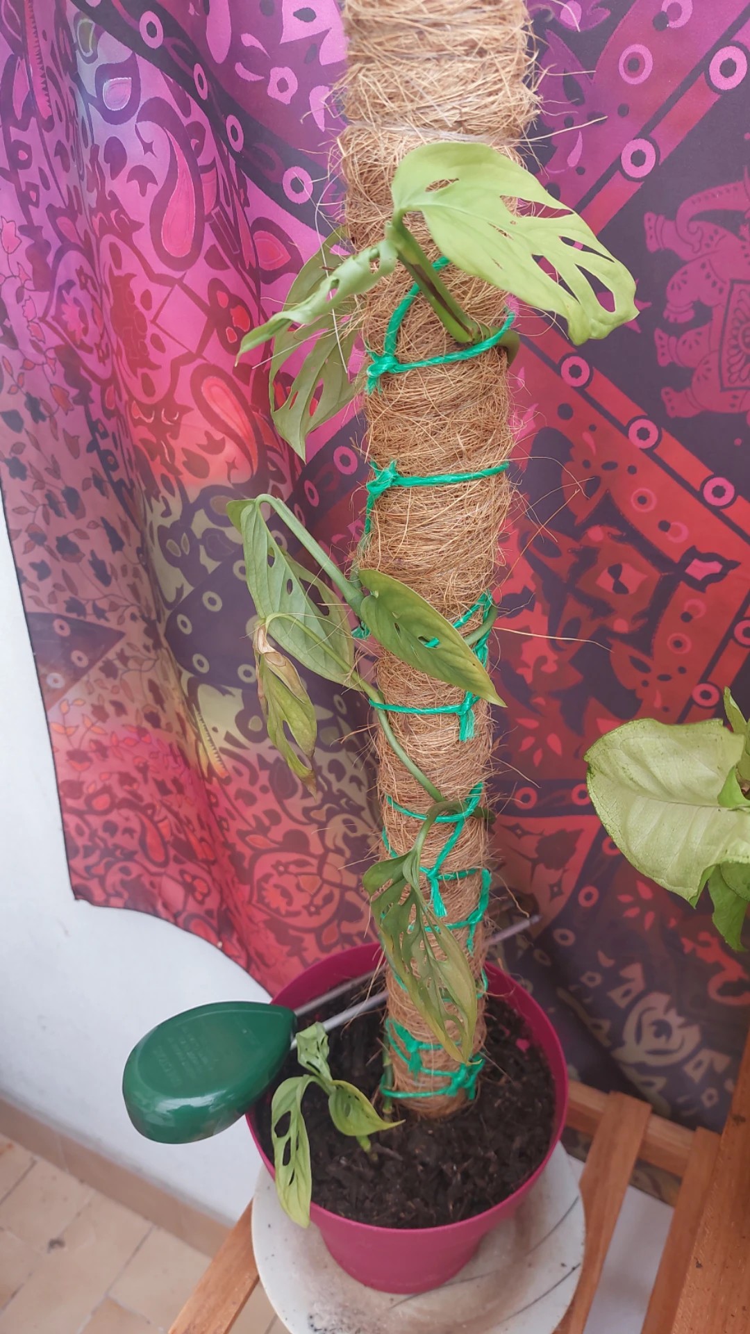 How to Treat Wilting Disease on Monstera obliqua?