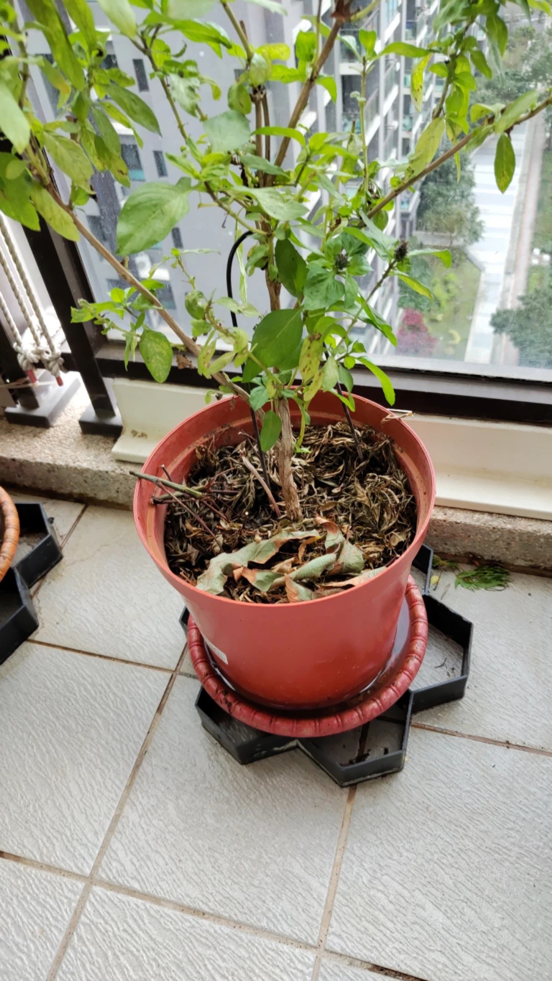 How to Treat Wilting Disease on Holy basil?