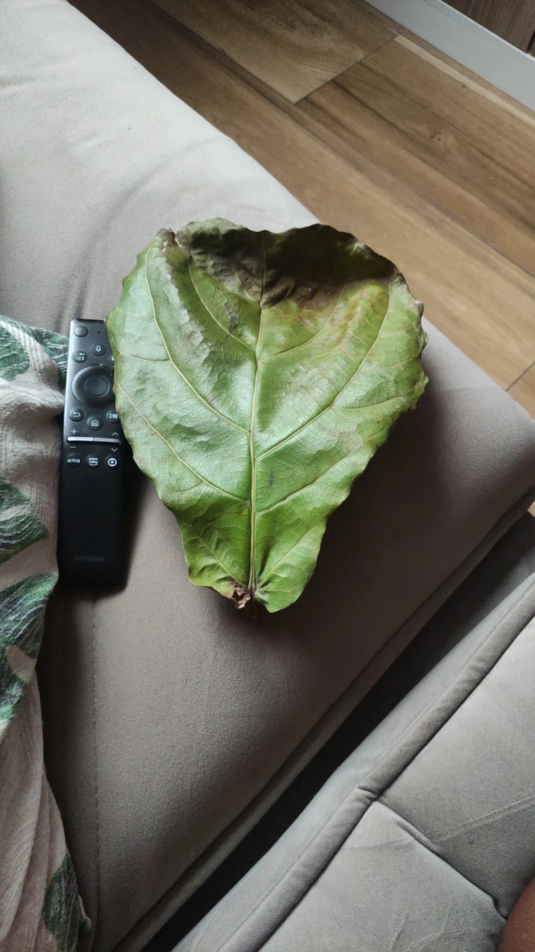 How to Treat Leaf rot Disease on Fiddle-leaf fig?