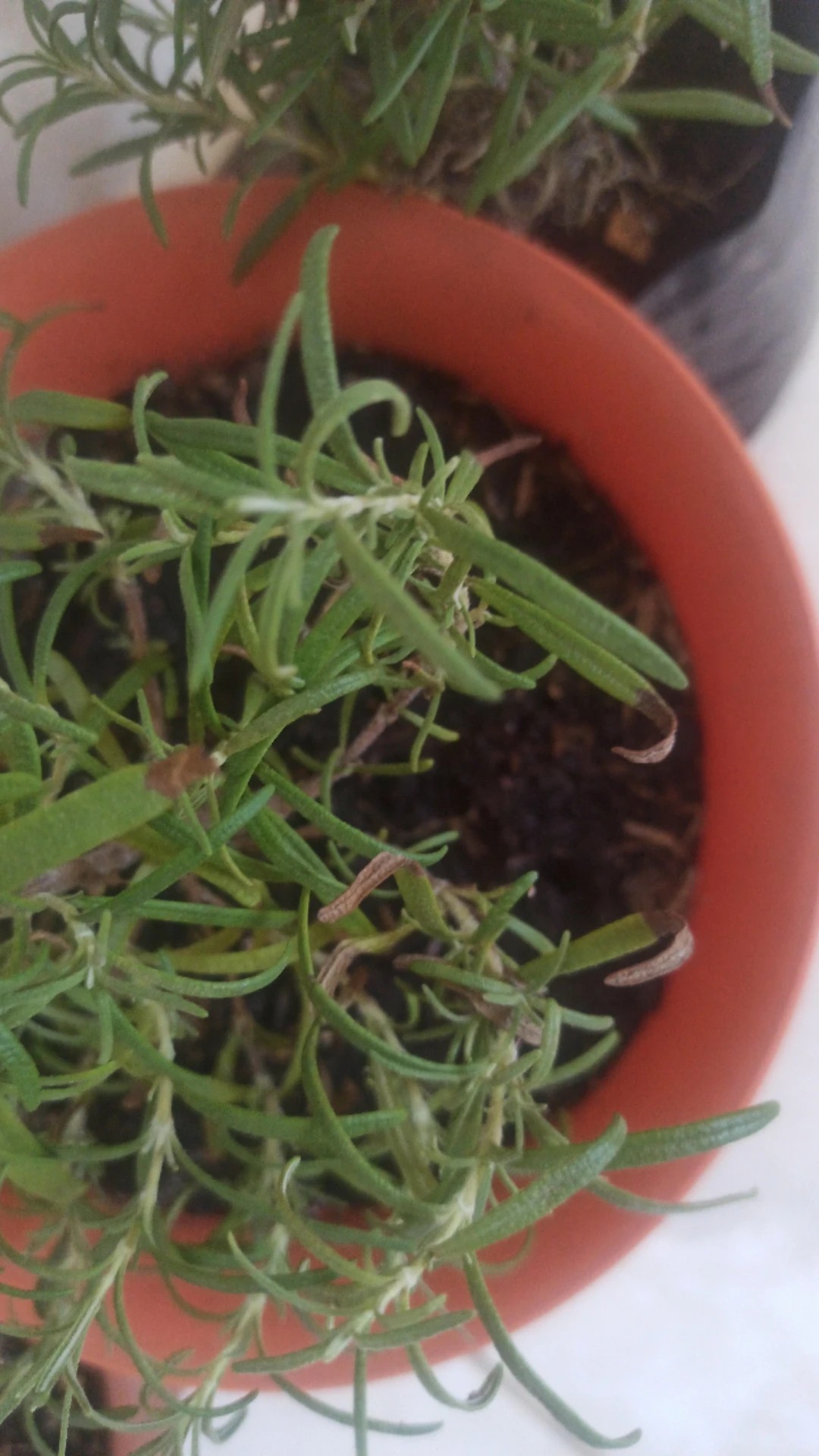 How to Treat Leaf blight Disease on Rosemary?