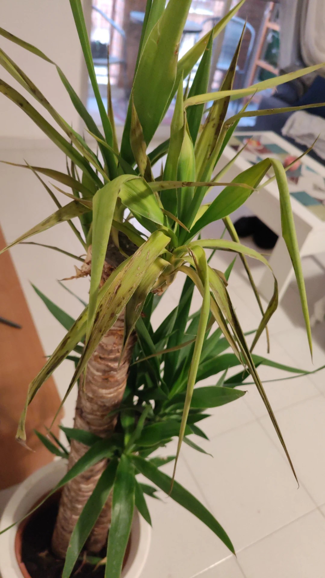 How to Treat Leaf rot Disease on Spineless yucca?