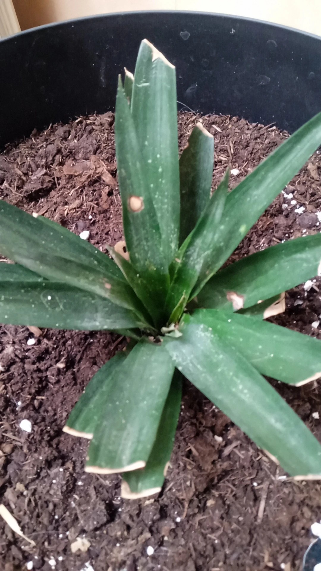 How to Treat Brown blotch Disease on Pineapple?