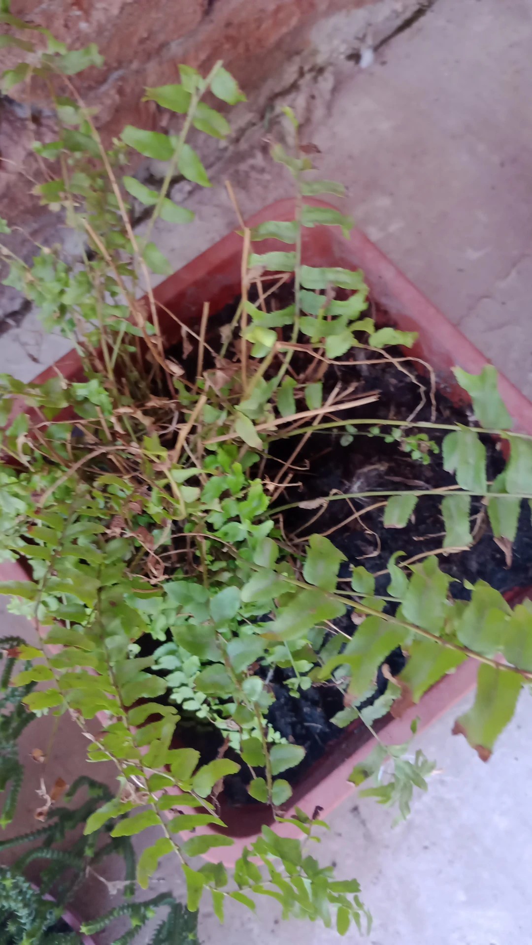 How to Treat Brown blotch Disease on Boston fern?