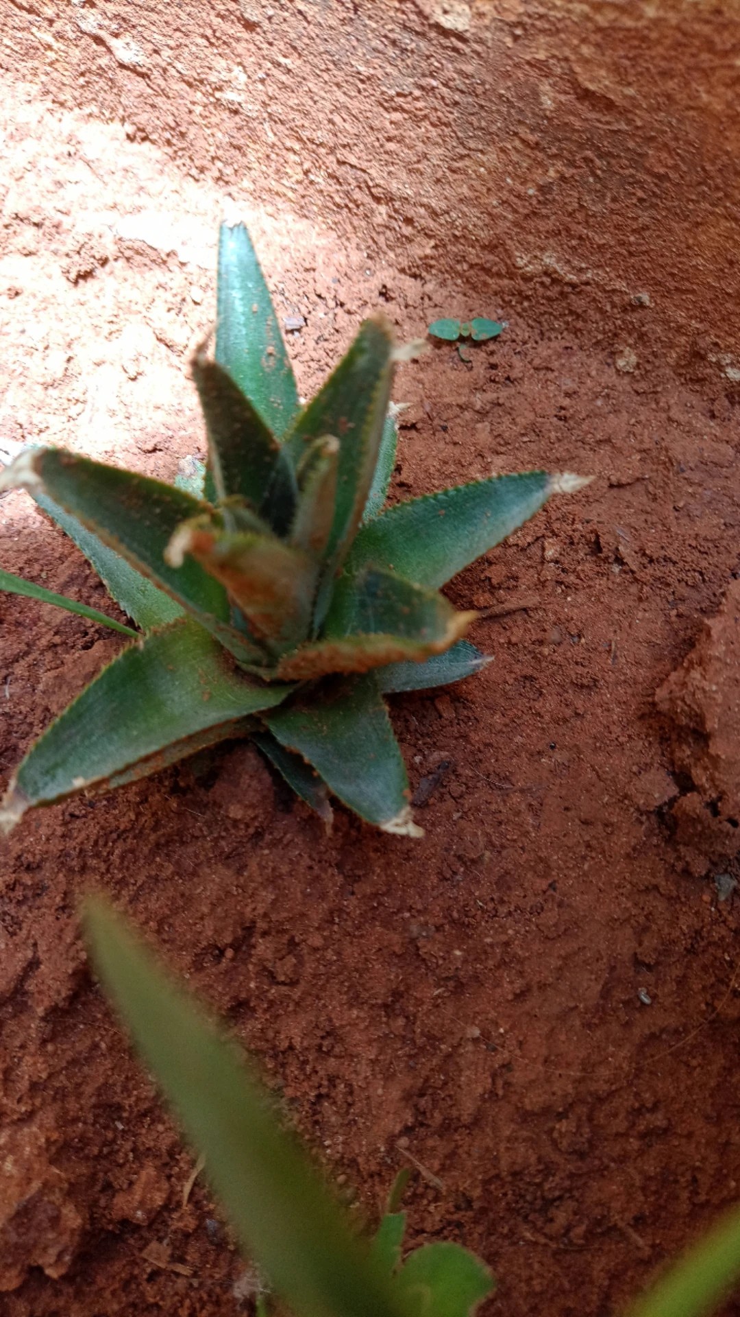 How to Treat Brown blotch Disease on Pineapple?