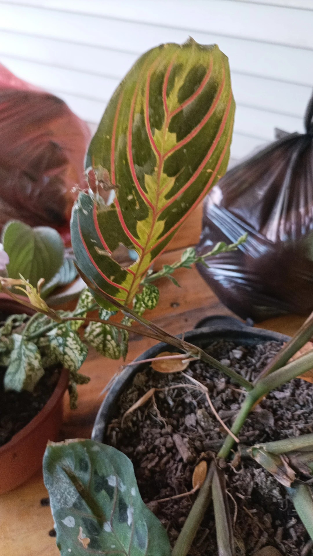 Come trattare la malattia Macchie marroni su Pianta della preghiera?