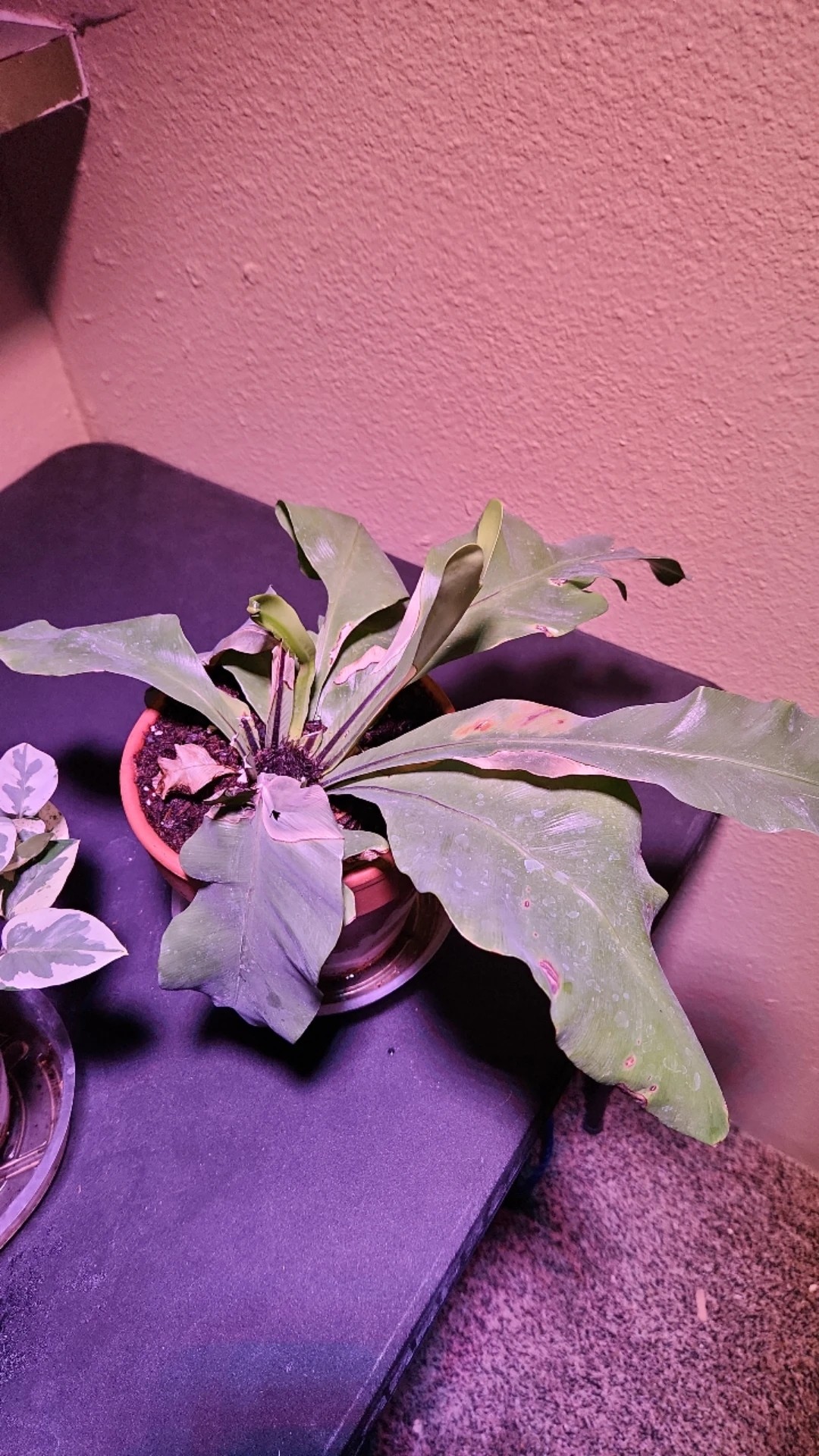 How to Treat Brown blotch Disease on Bird's-nest fern?