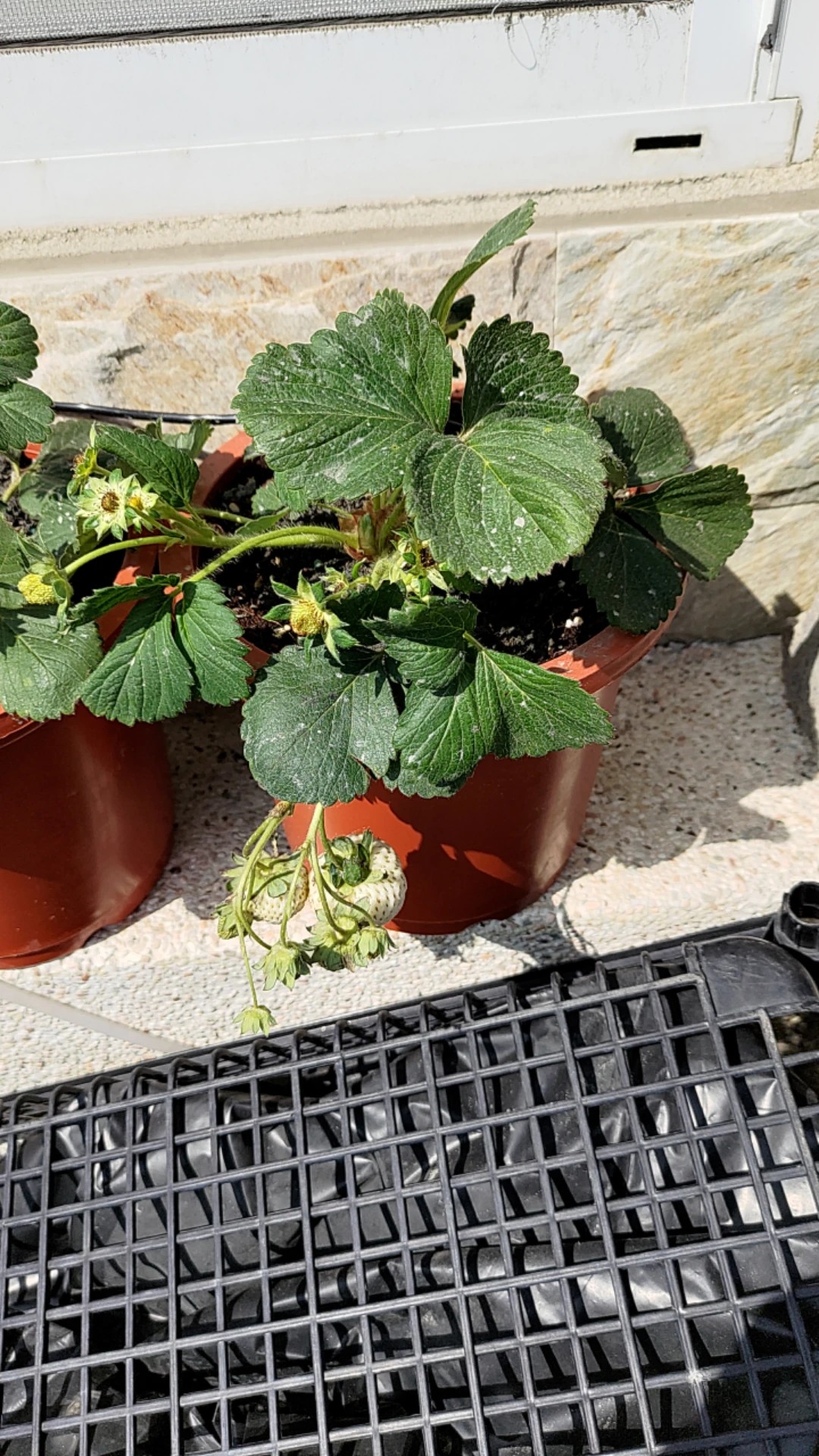 How to Treat Wilting Disease on Strawberry?