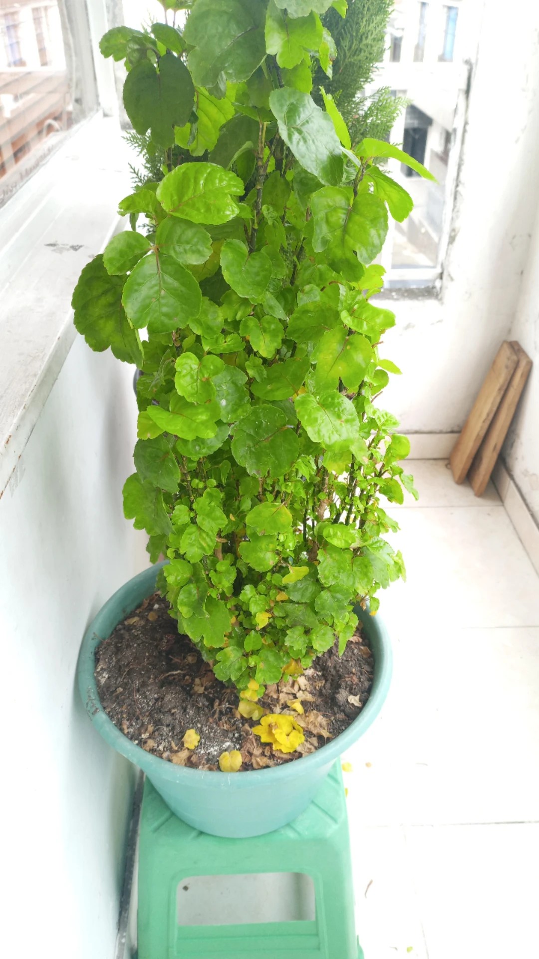 How to Treat Brown blotch Disease on Geranium aralia?