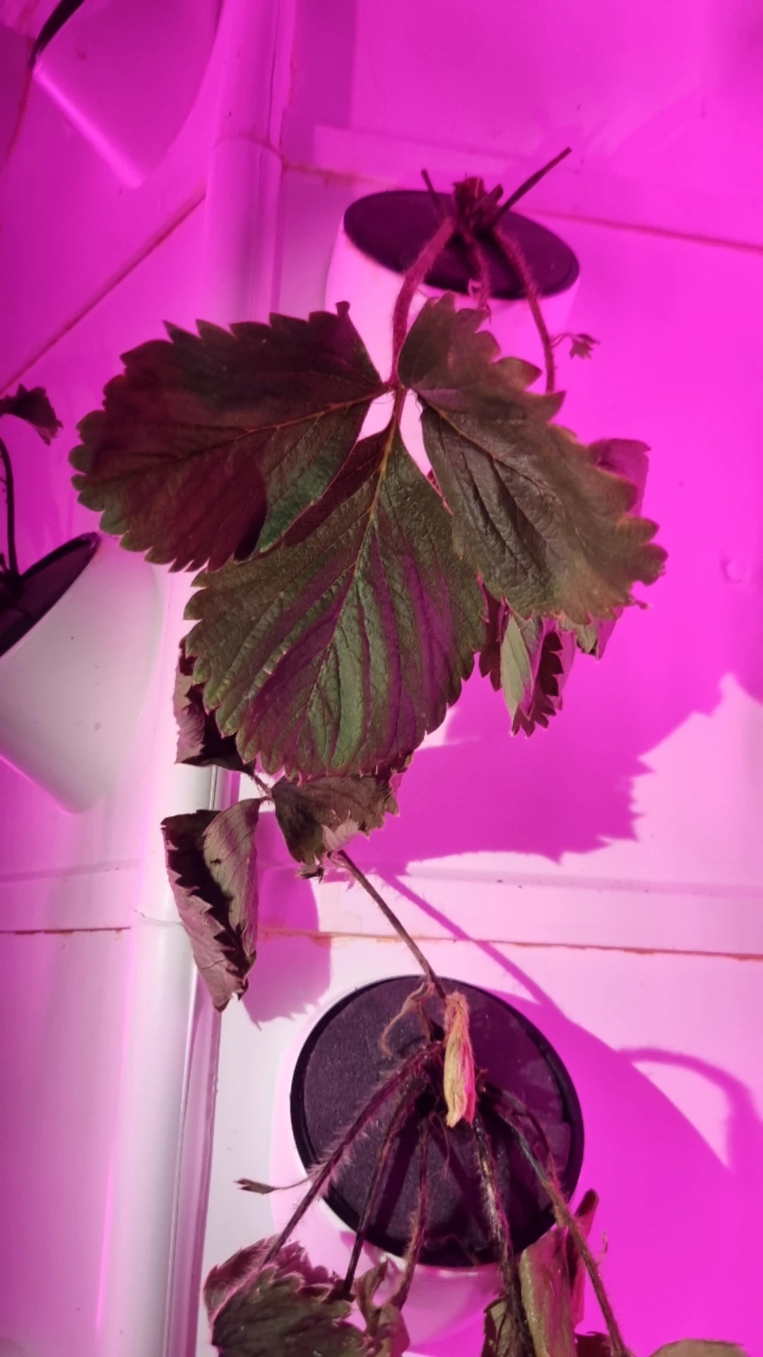 How to Treat Wilting Disease on Woodland strawberry?