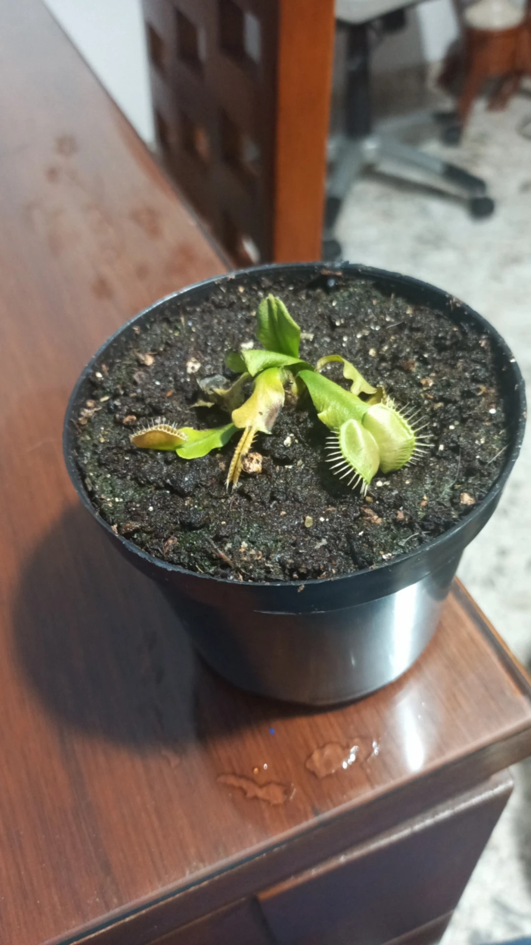 How to Treat Leaf rot Disease on Venus flytrap?
