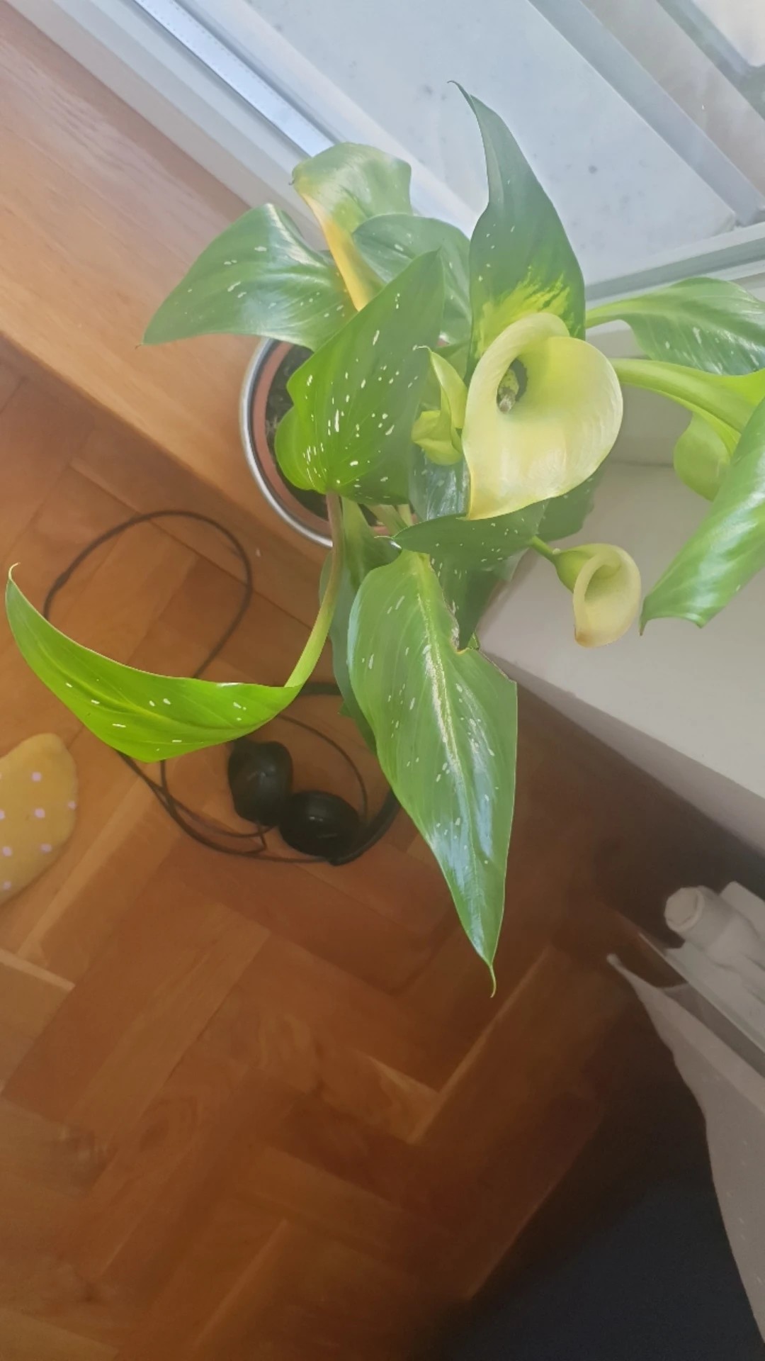 How to Treat Leaf rot Disease on Calla lily?