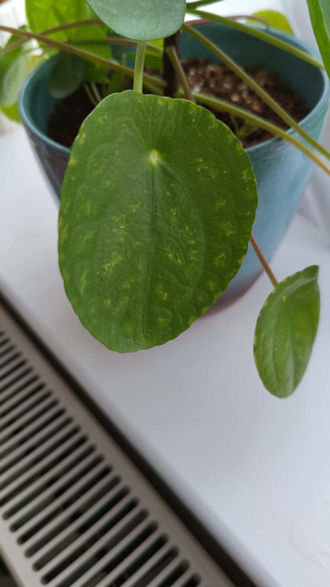 How to Treat Leaf spot Disease on Chinese money plant?