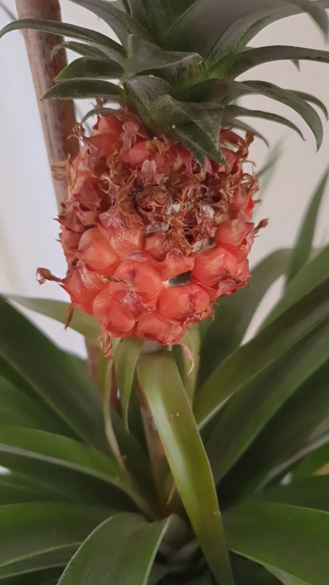 How to Treat Brown blotch Disease on Pineapple?