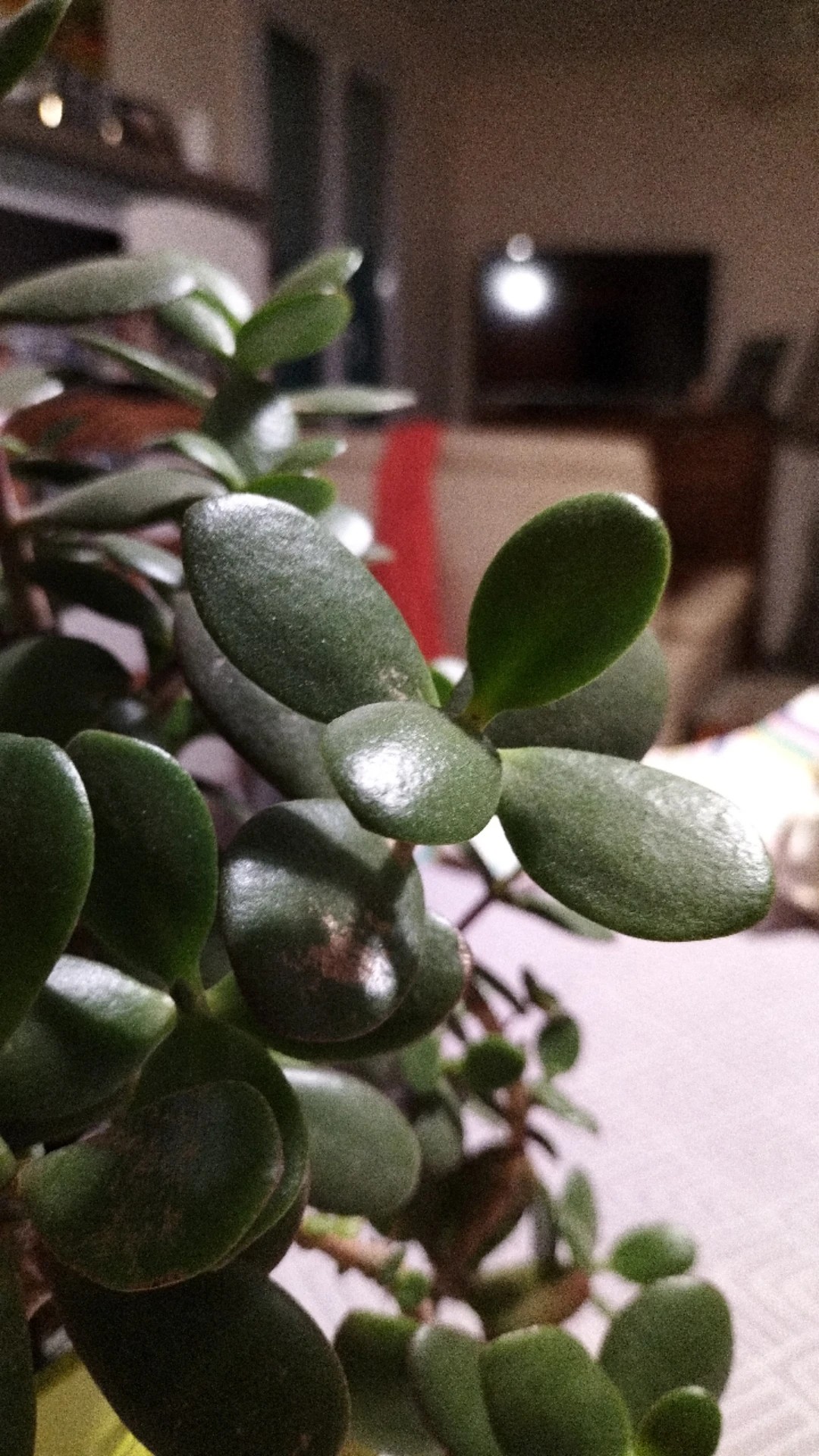 How to Treat Thrips Disease on Jade plant?