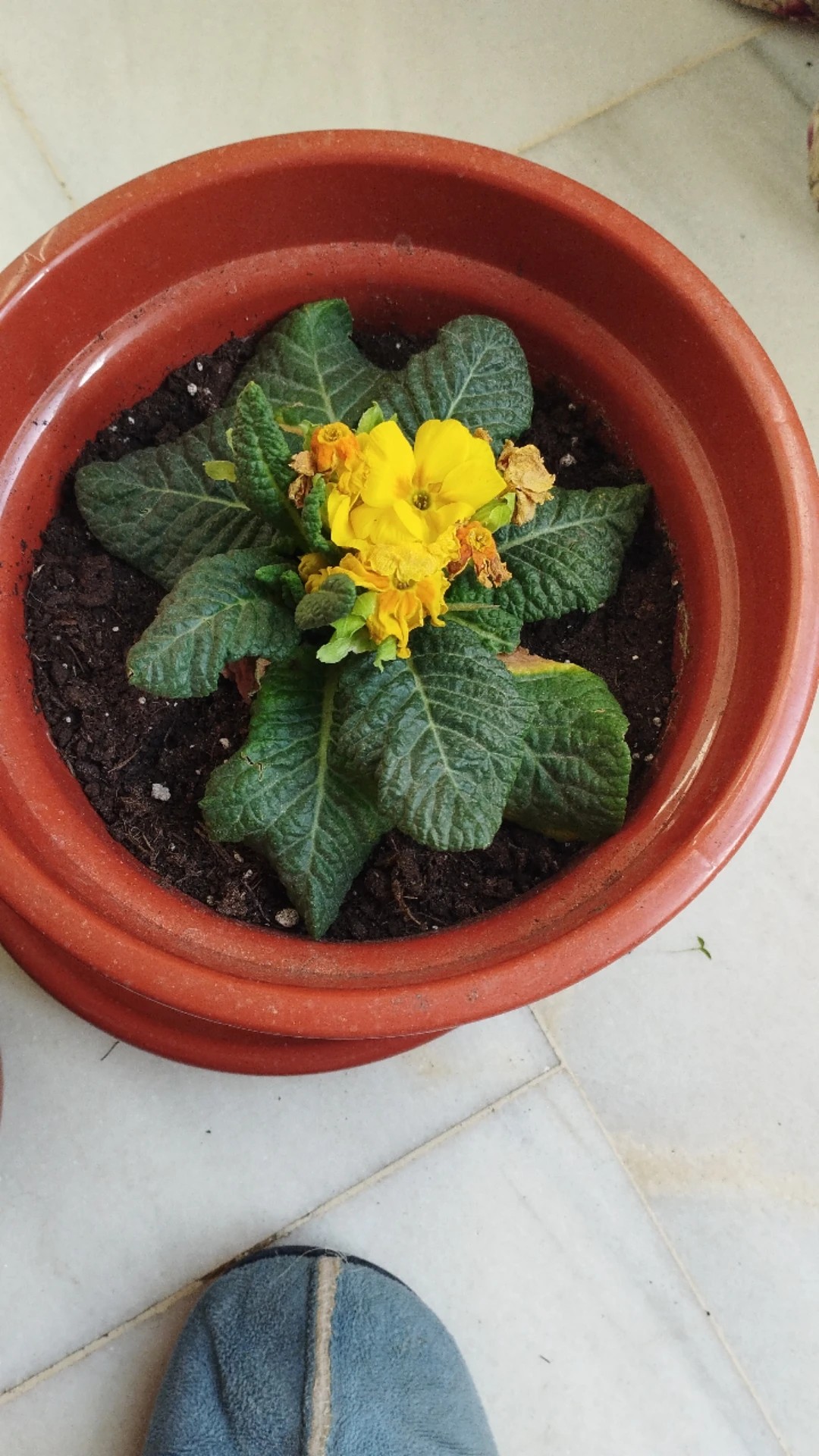 How to Treat flower wilting Disease on Common primrose?
