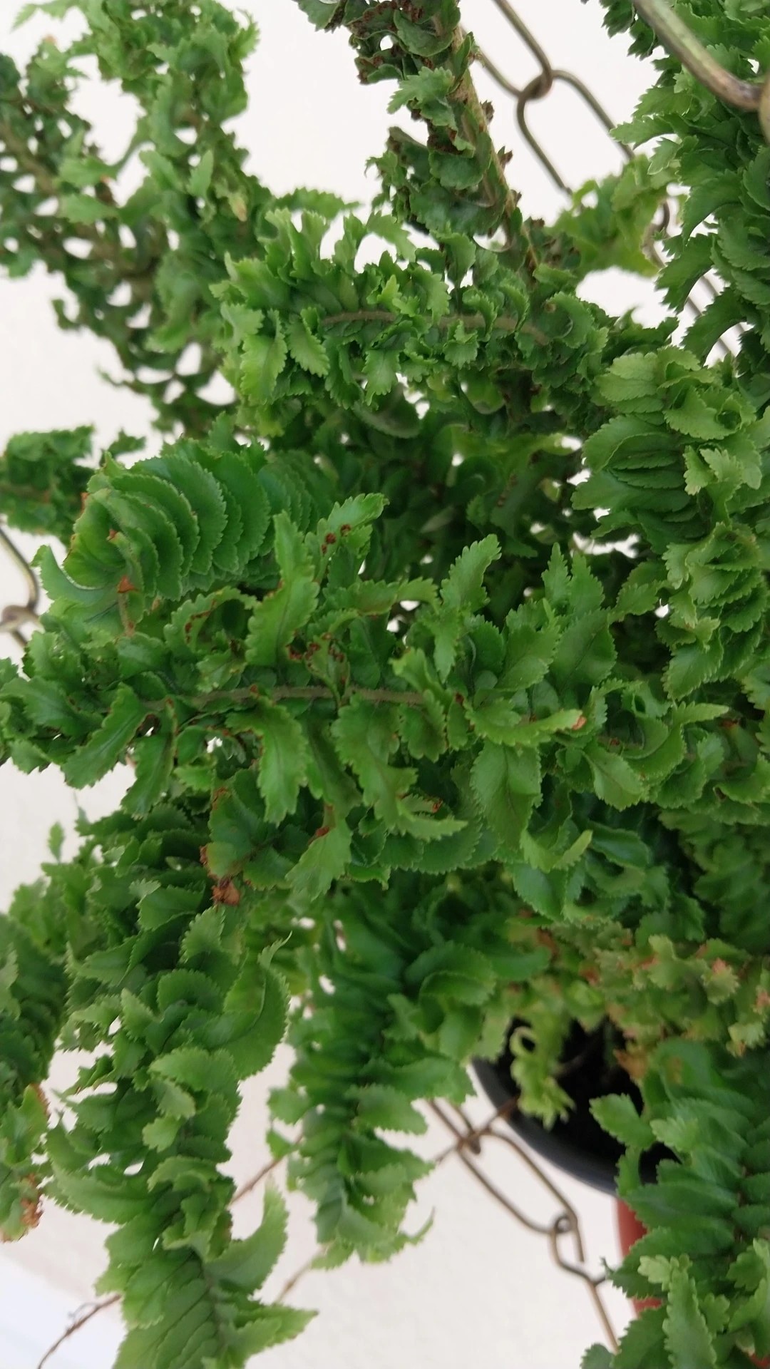 How to Treat Brown blotch Disease on Boston fern?