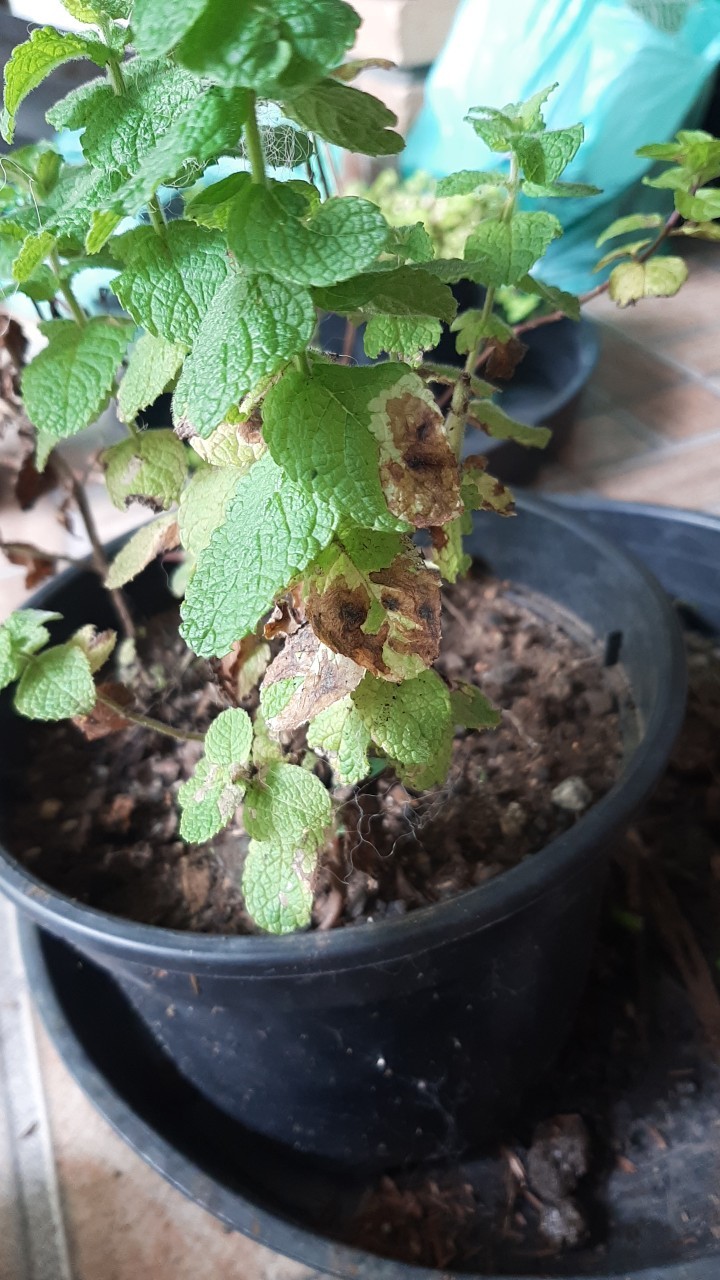 How to Treat Brown blotch Disease on Apple mint?