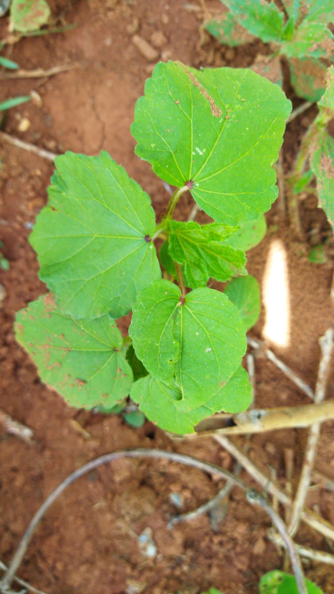 How to Treat Brown blotch Disease on Okra?
