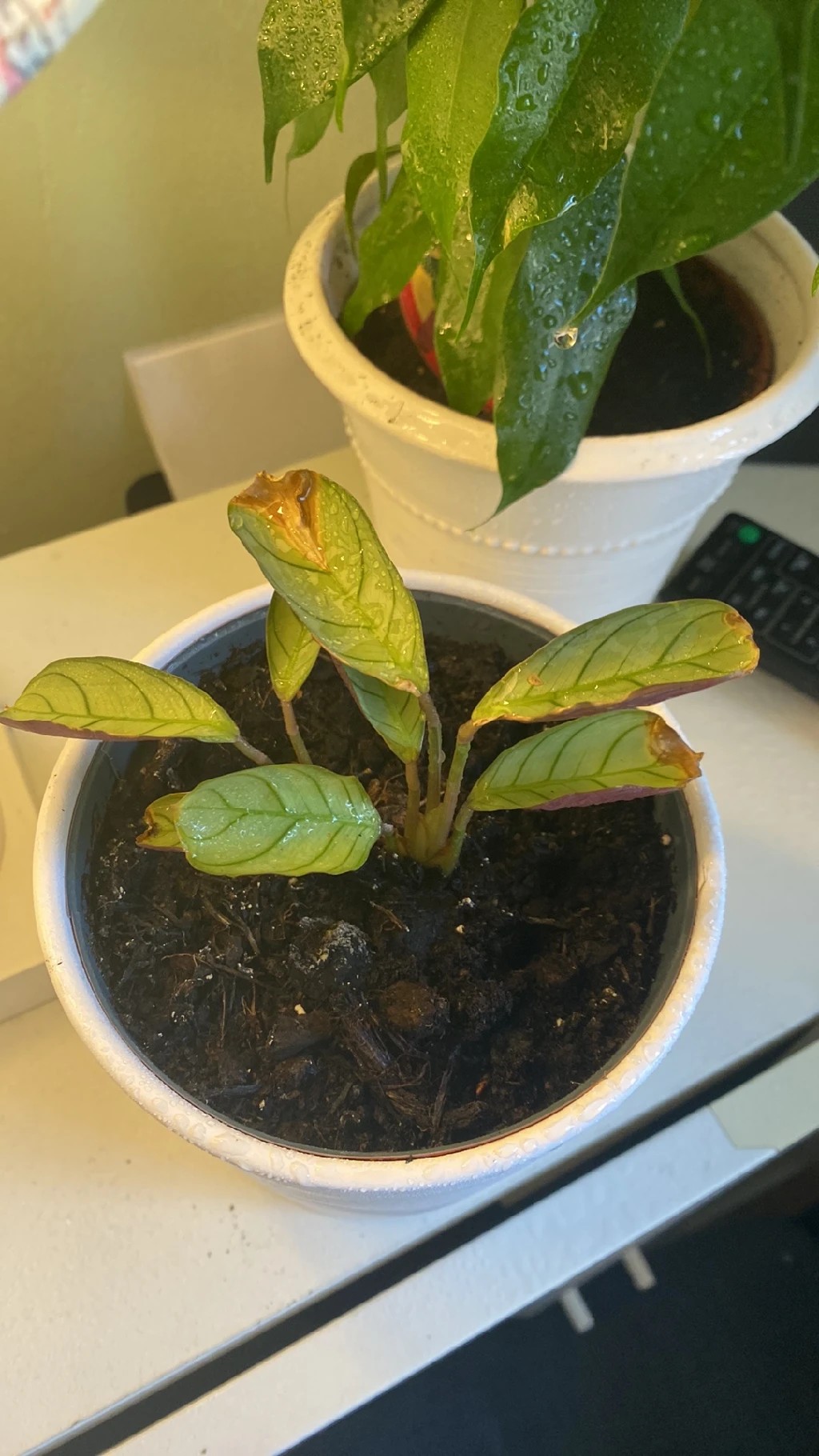 How to Treat Leaf rot Disease on Arrowroot?